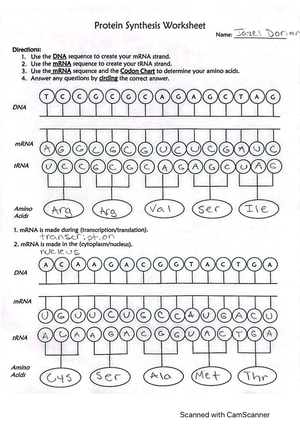 Enzyme Task Sheet - its in the name - Enzyme Lab Learning Outcomes ...