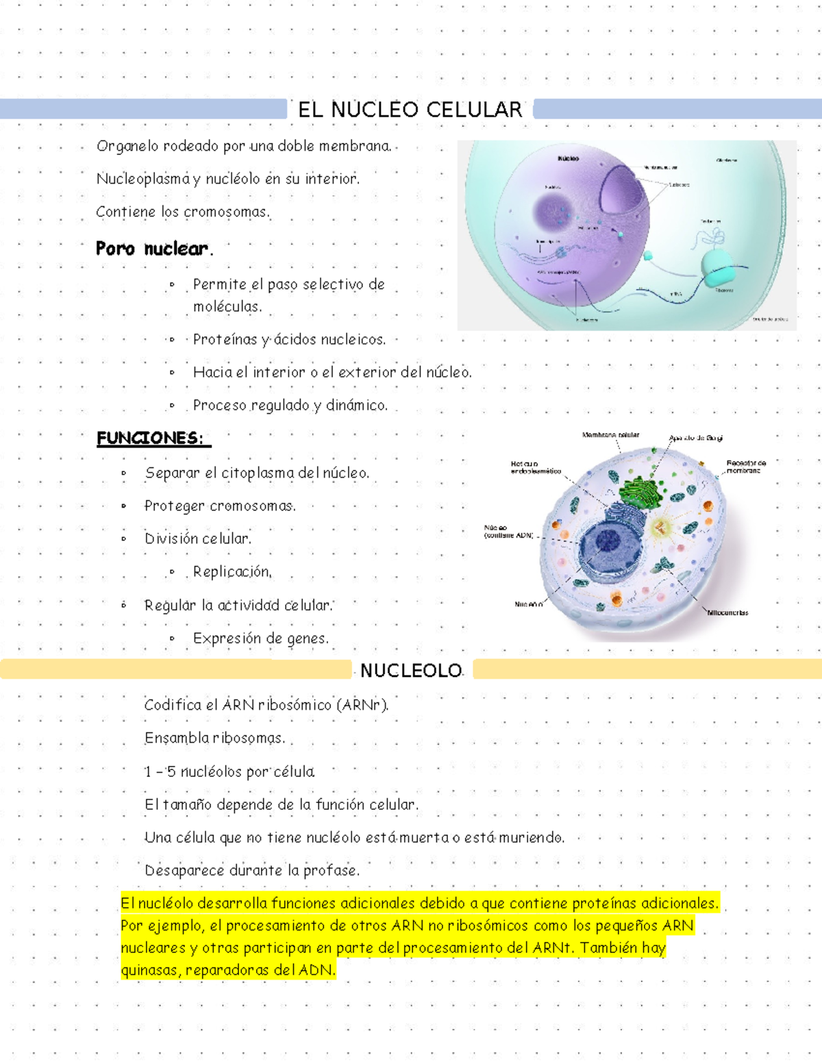 EL Nucleo Celular - EL NUCLEO CELULAR Organelo rodeado por una doble ...