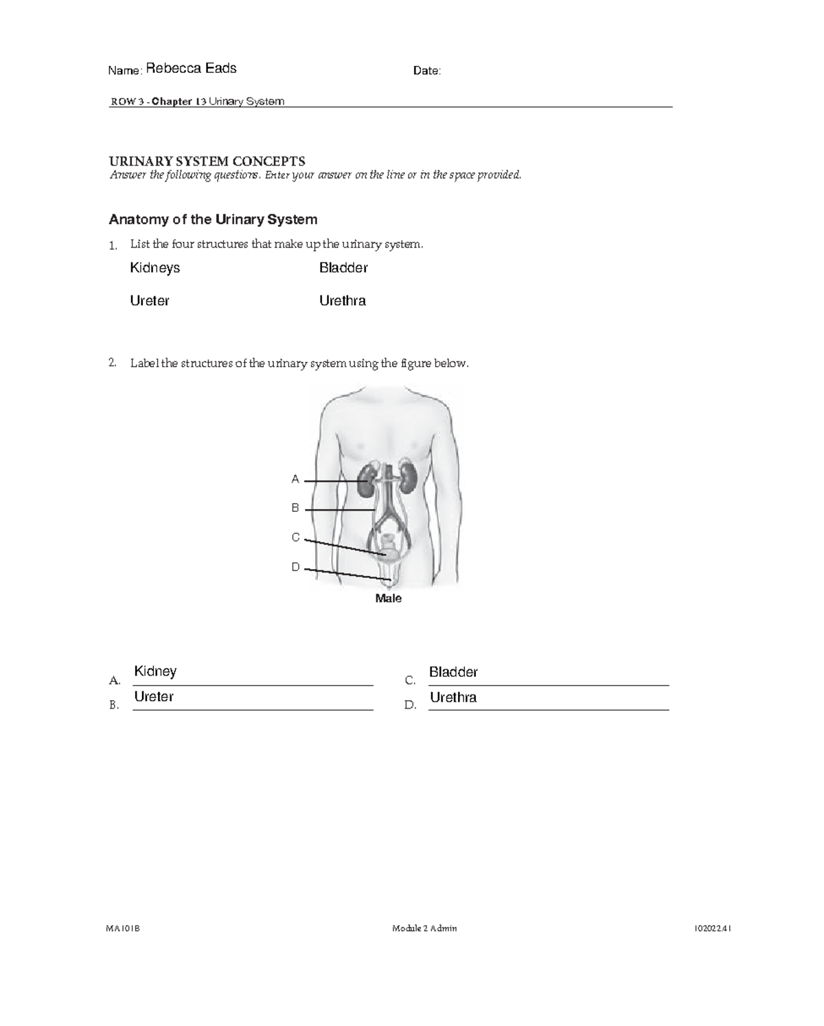 MA101 B ROW 3 Chapter 13 d - ROW 3 - Chapter 13 Urinary System URINARY ...