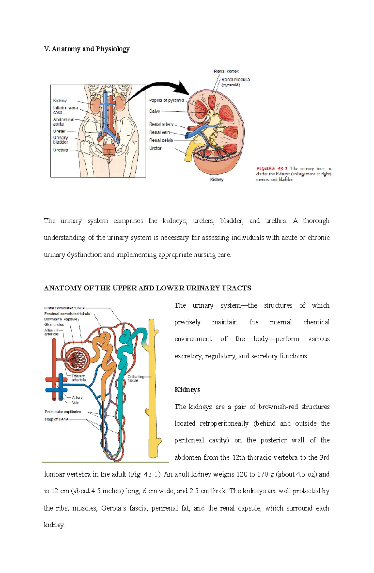Anatomy and Physiology - V. Anatomy and Physiology The urinary system ...
