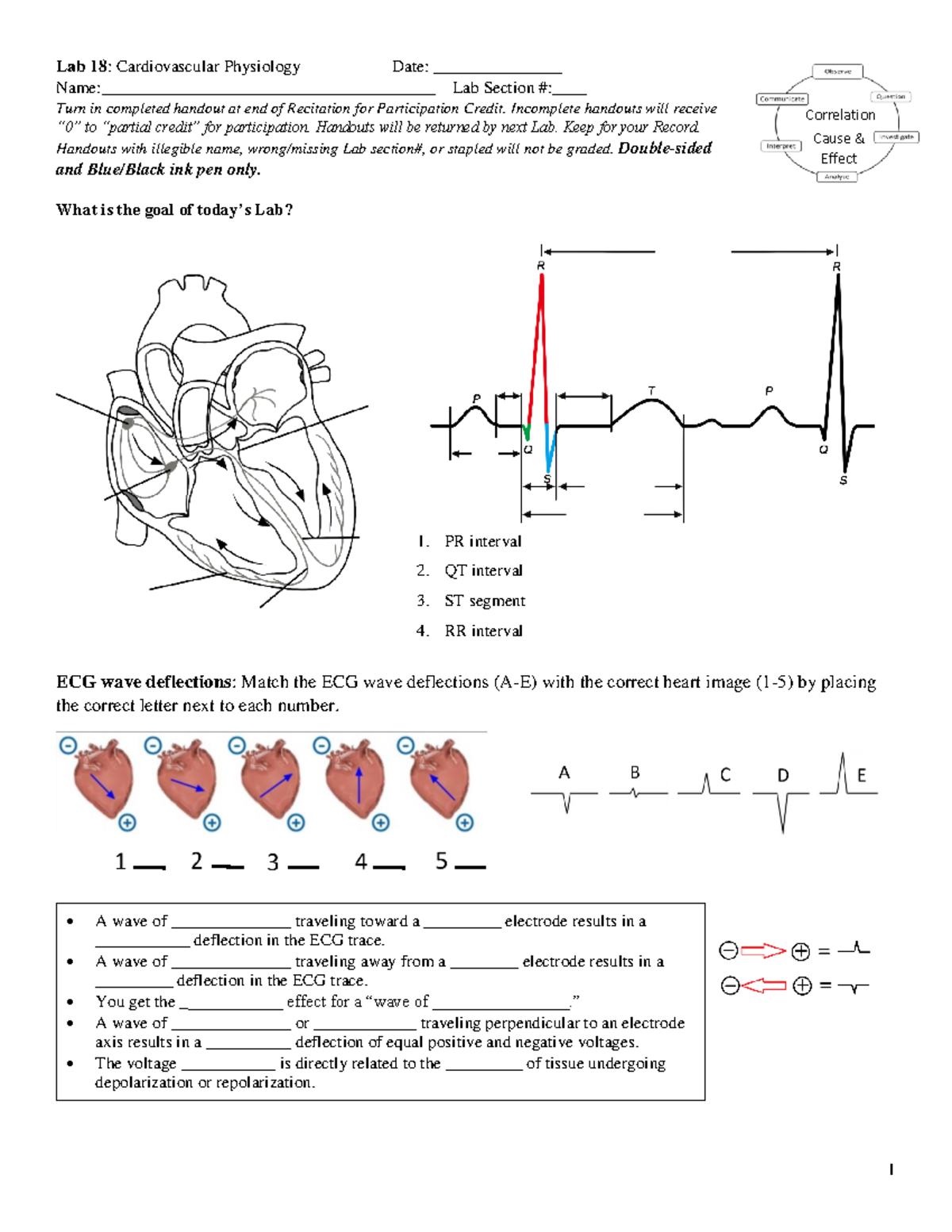 Lab18 Cardio Physio Rec handout s24 - Lab 18 : Cardiovascular Physiology Date ...