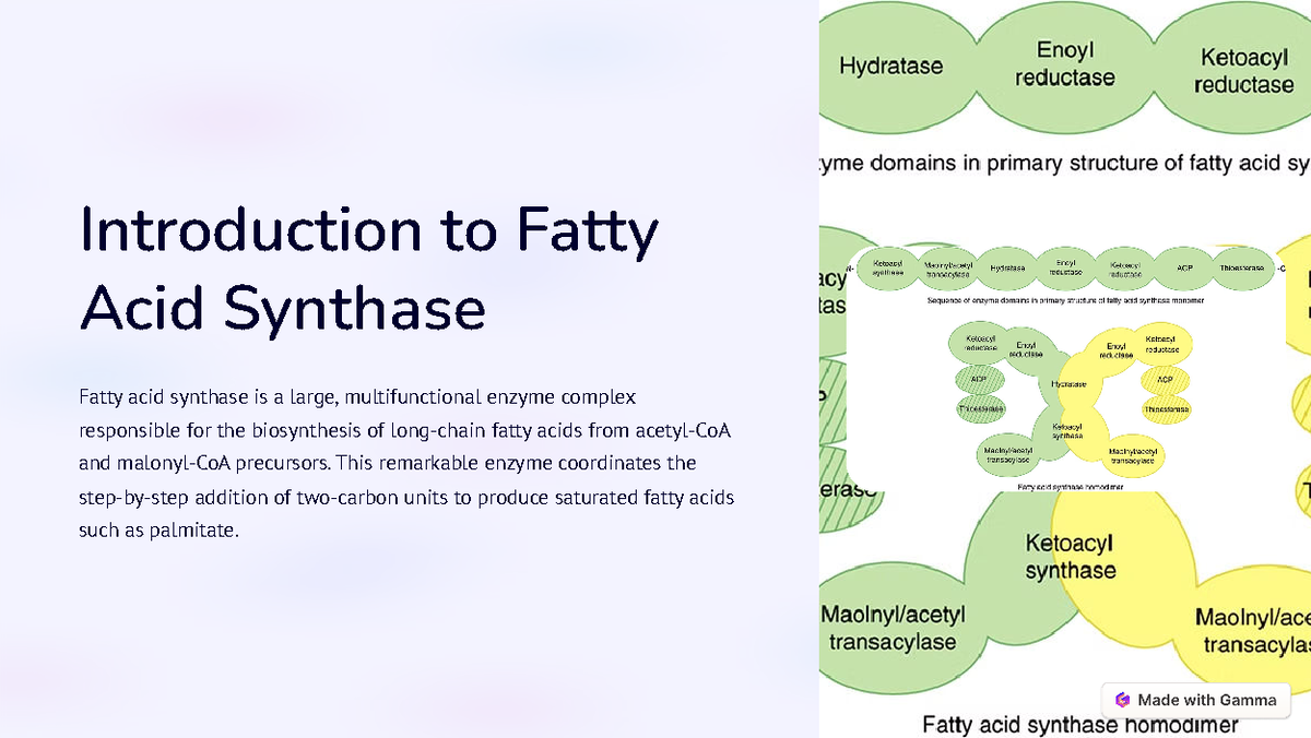 Introduction to Fatty Acid Synthase - Introduction to Fatty Acid ...