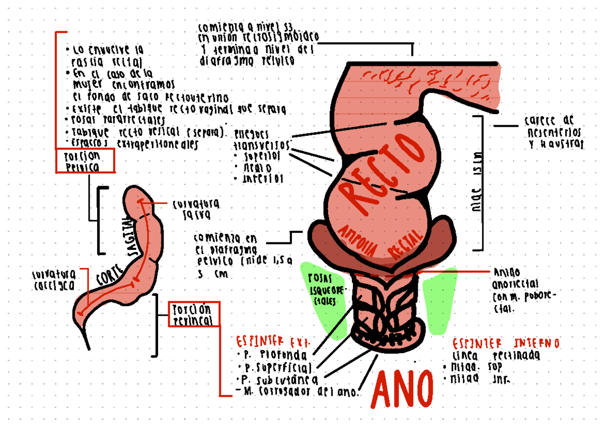 Mapa conceptual recto y ano - IOMICMG a nivel 53 , en unión ...