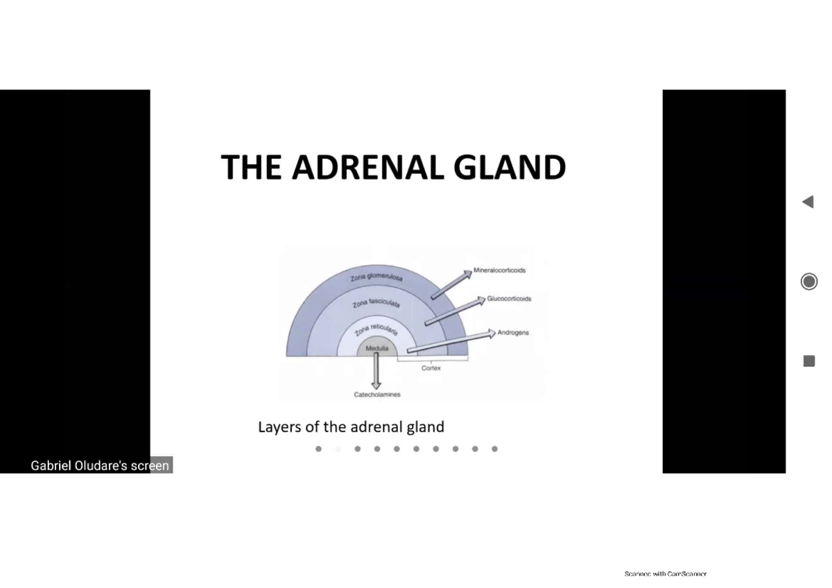 Adrenal gland: physiology of the suprarenal glands - Renal Physiology ...