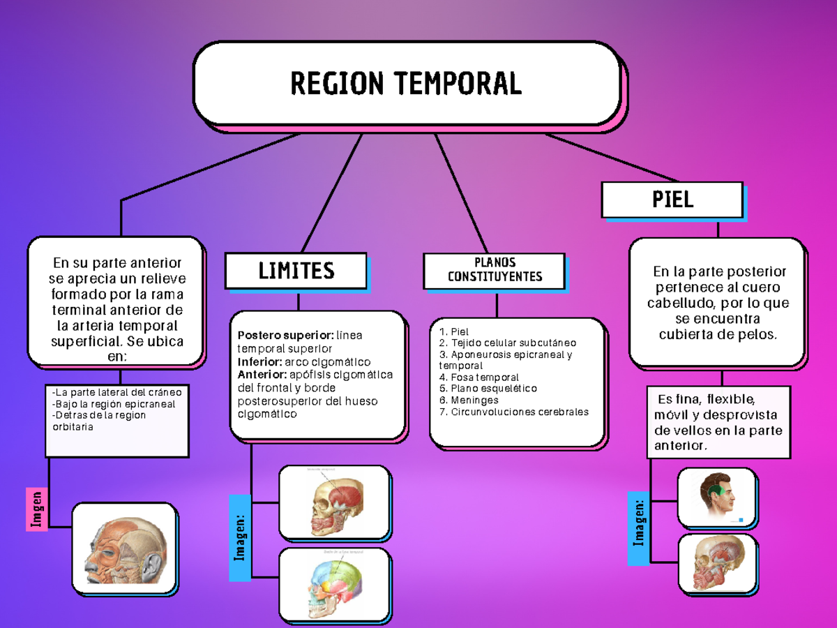 Region Temporal - Imagen: Imagen: LIMITES En su parte anterior se ...