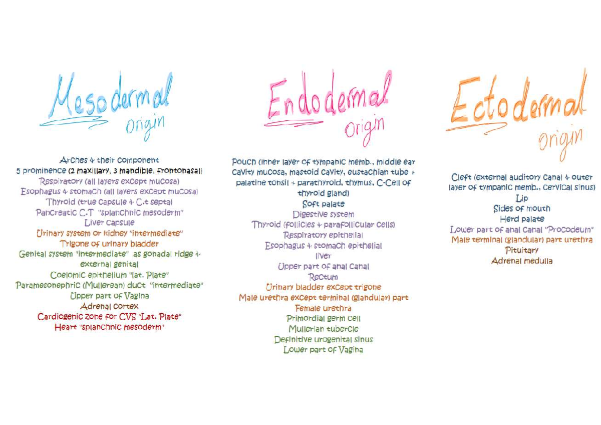 3 germ origin (Embroyology) - Summary Medicine - Studocu