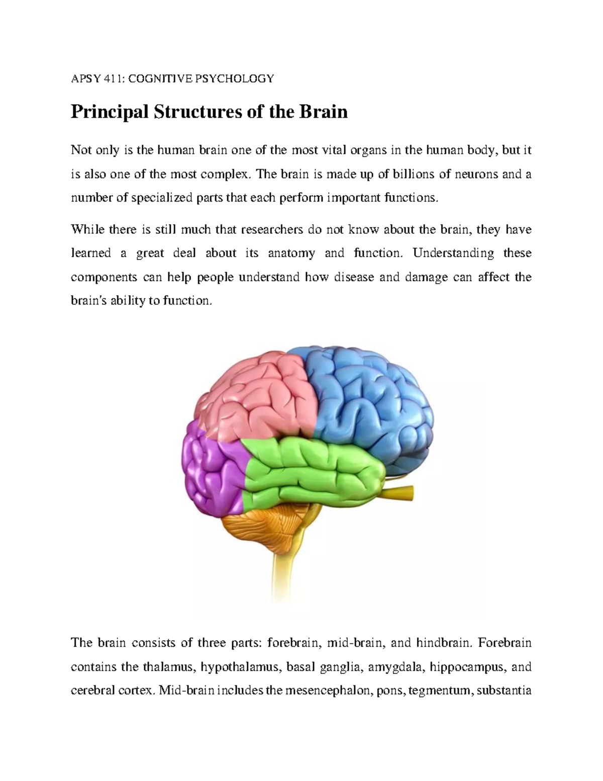 Principal Structures Of The Brain APSY 411 COGNITIVE PSYCHOLOGY