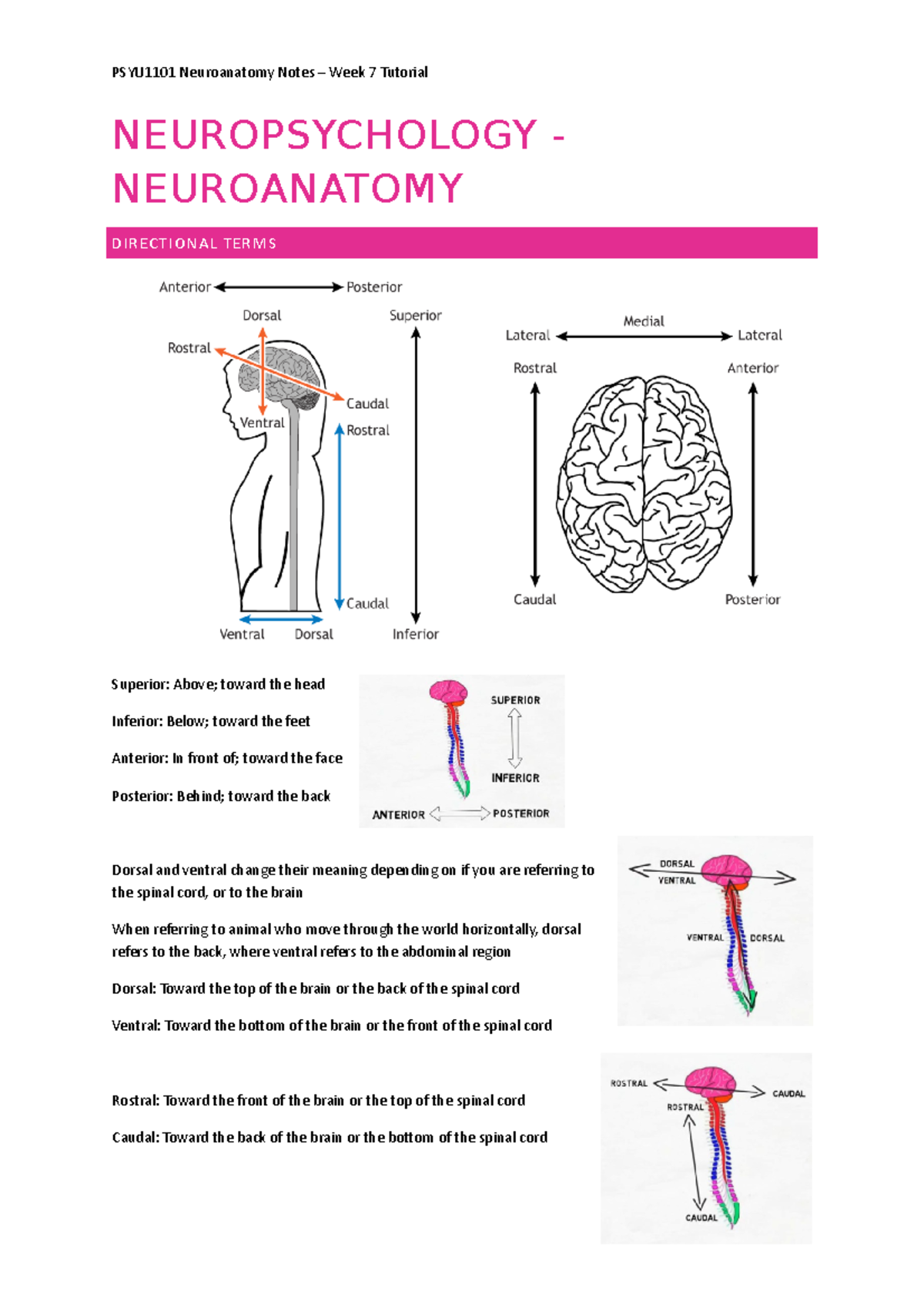 Neuroanatomy Tutorial 7 NEUROPSYCHOLOGY NEUROANATOMY DIRECTIONAL