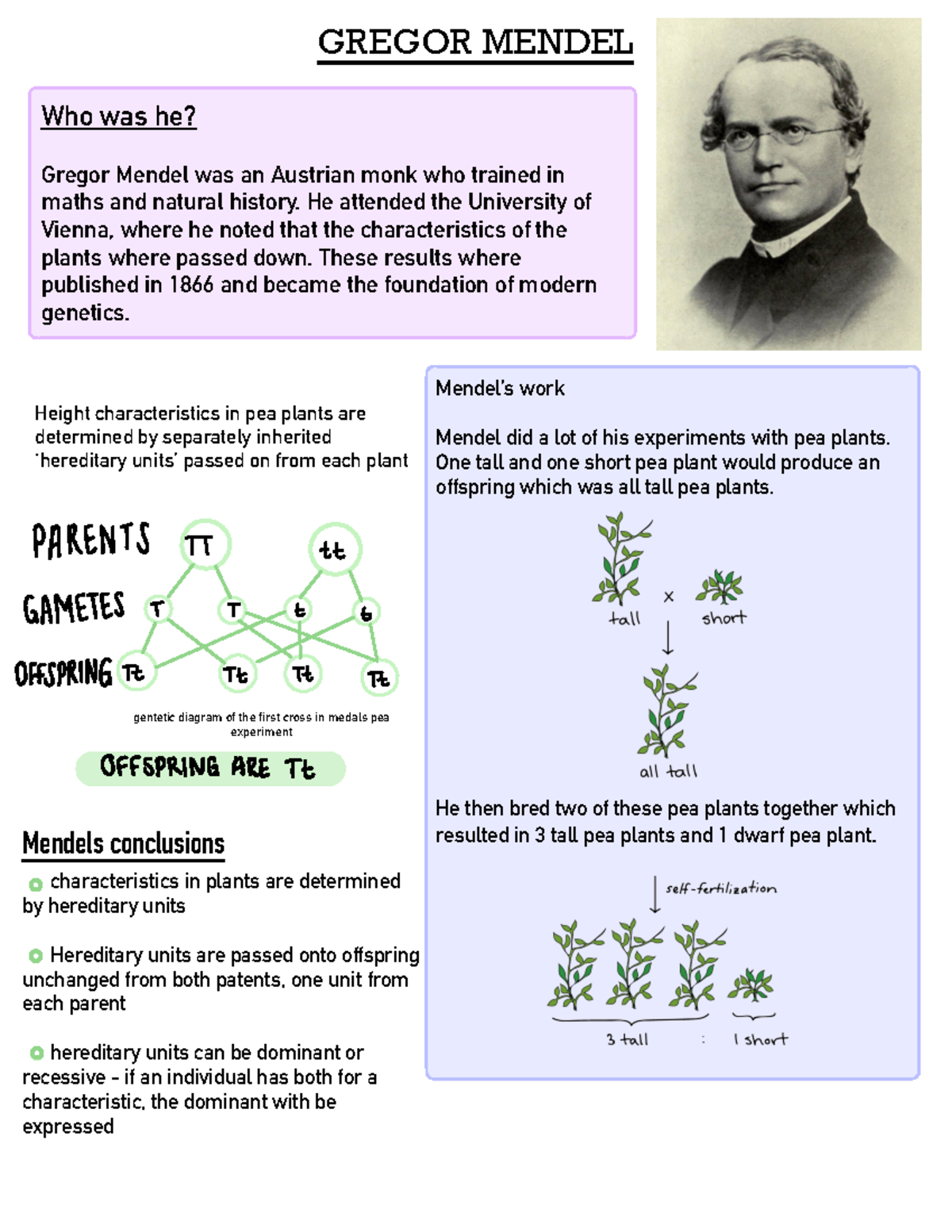 Biology - GREGOR MENDEL Who was he? Gregor Mendel was an Austrian monk ...