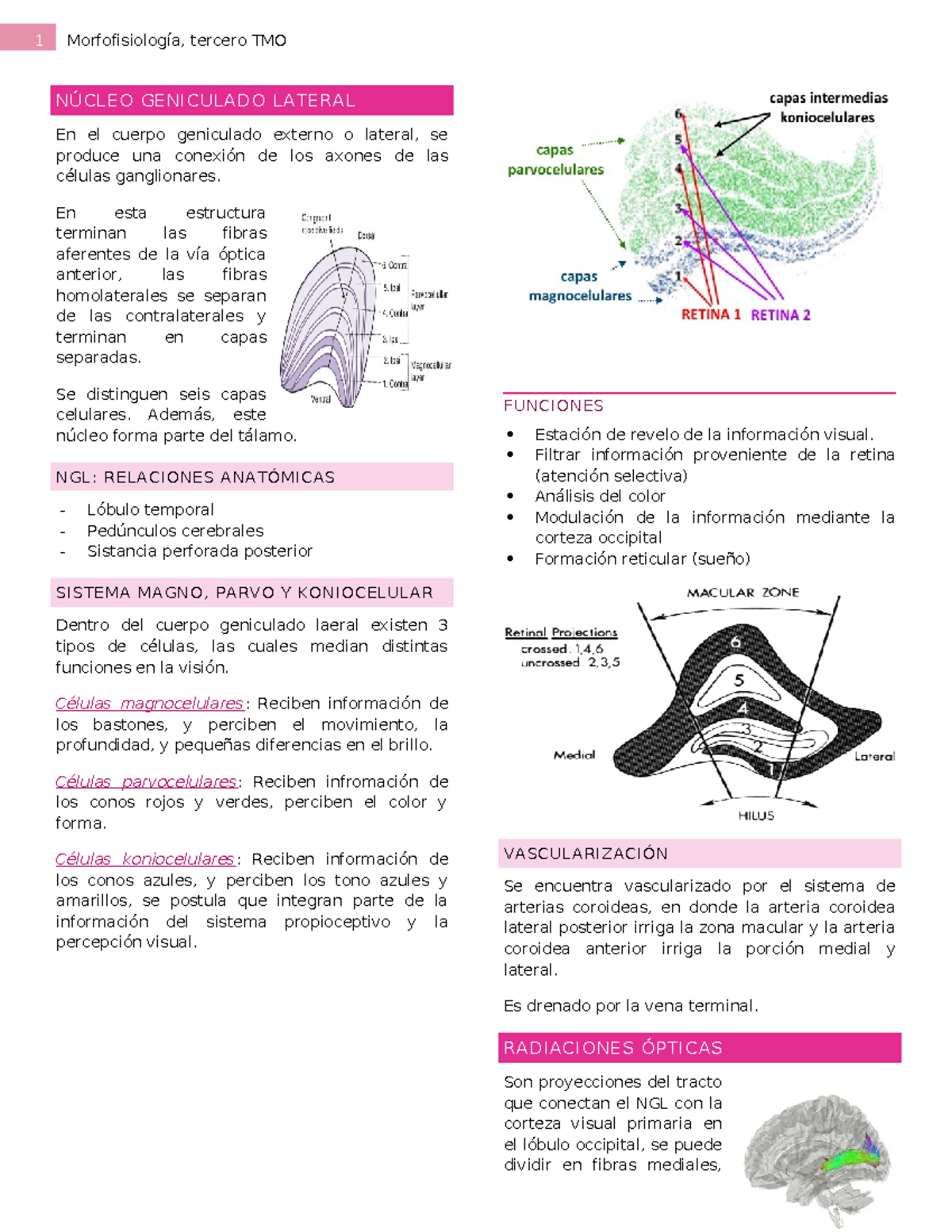 Núcleo geniculado lateral - 1 Morfofisiología, tercero TMO NÚCLEO ...
