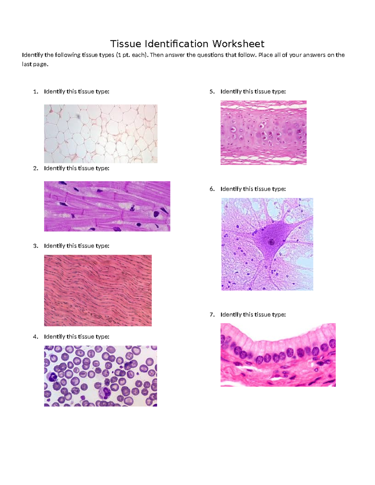 Tissue Identification Wksht Anatomy and Physio - Tissue Identification ...