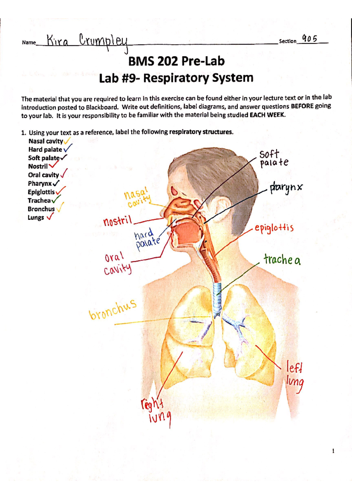 Anatomy Pre Lab #9 - pre lab - BMS 202 - Studocu
