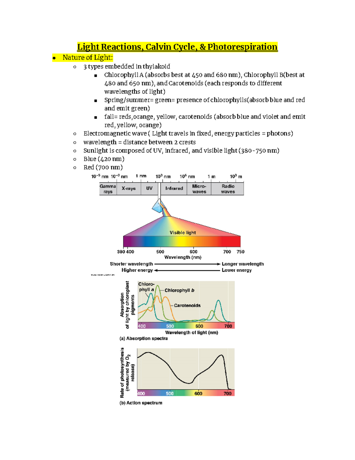 Chapter 11: Photosynthesis Light Reactions, Calvin Cycle, and ...