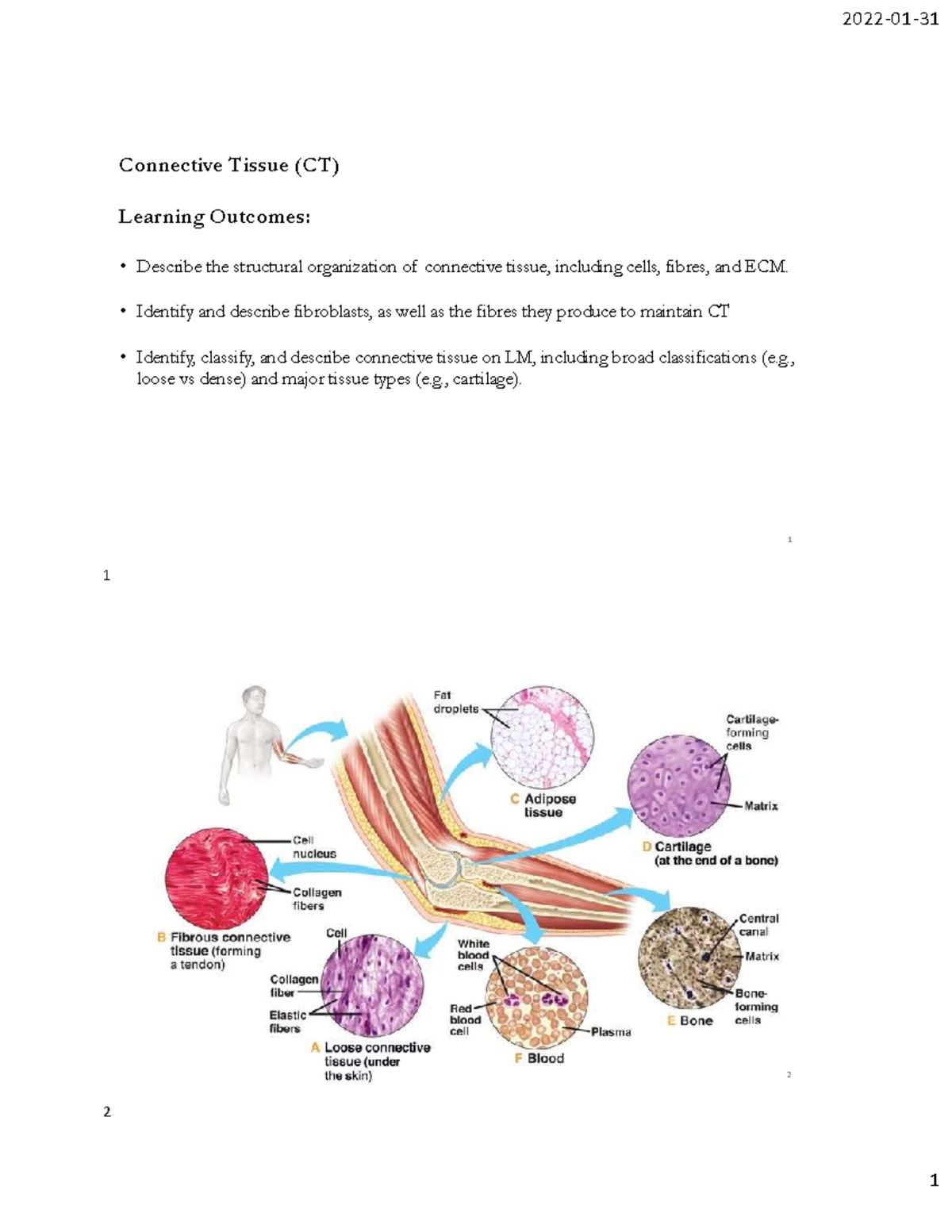 Connective Tissue Part 1 - Connective Tissue (CT) Learning Outcomes ...