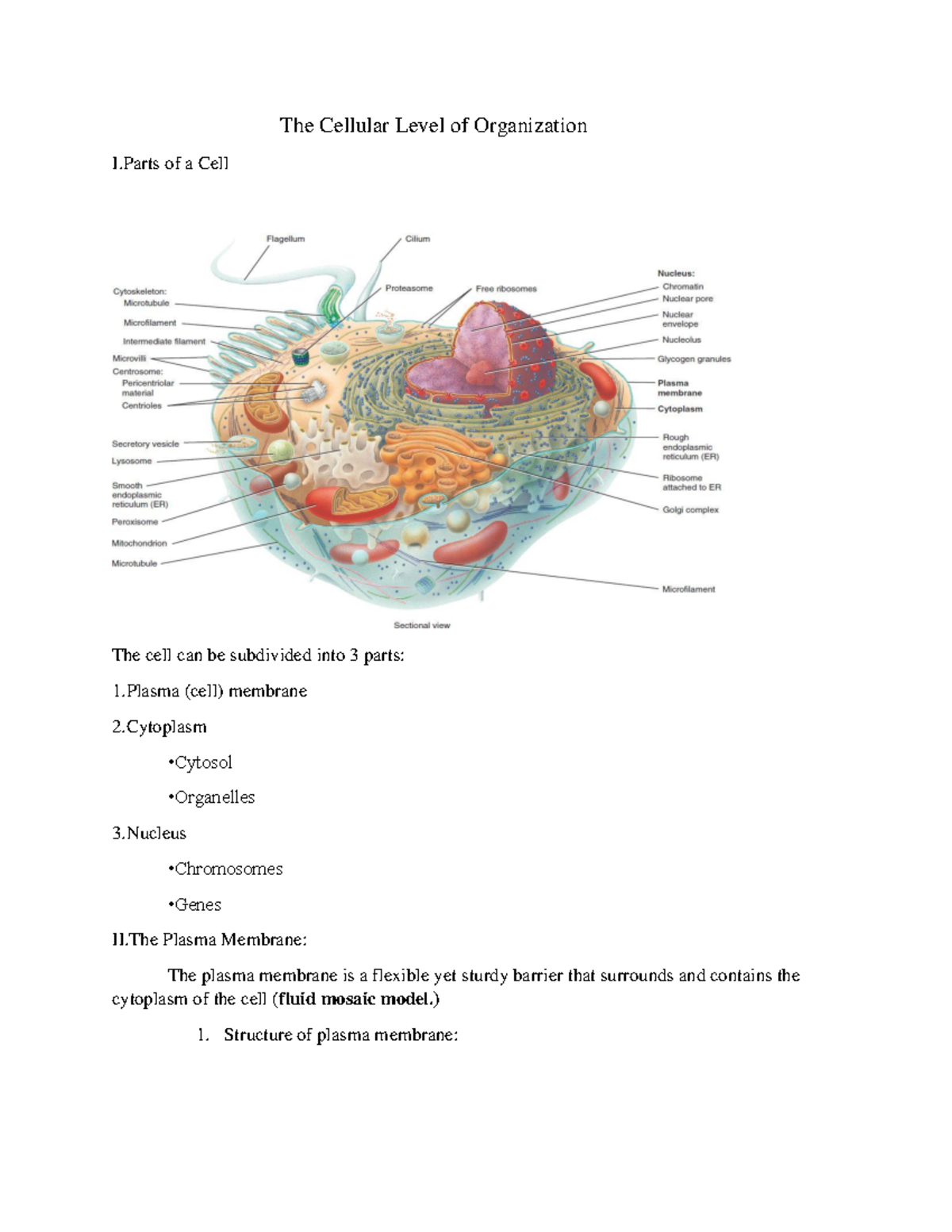 Chap3cellanatomy - Copy - The Cellular Level of Organization I of a ...