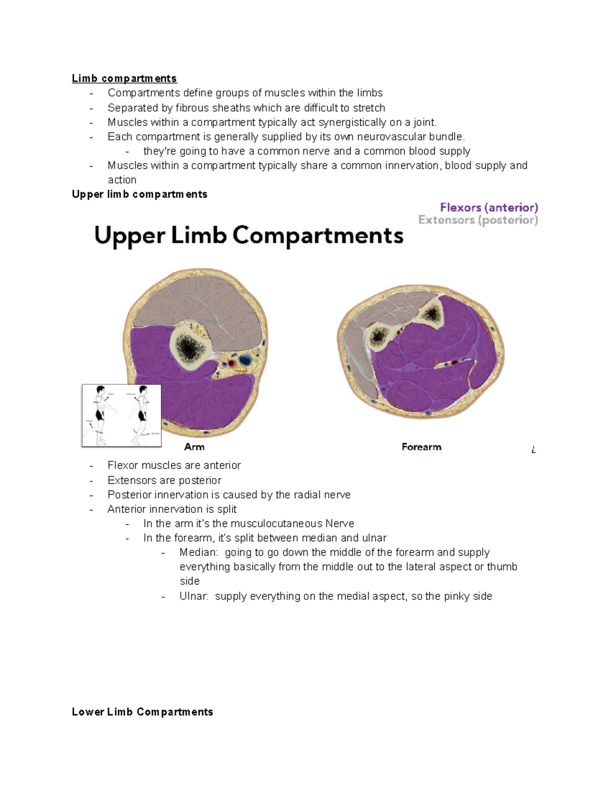 Week 5 Muscle Basics - Anatomy notes - Limb compartments - Compartments ...