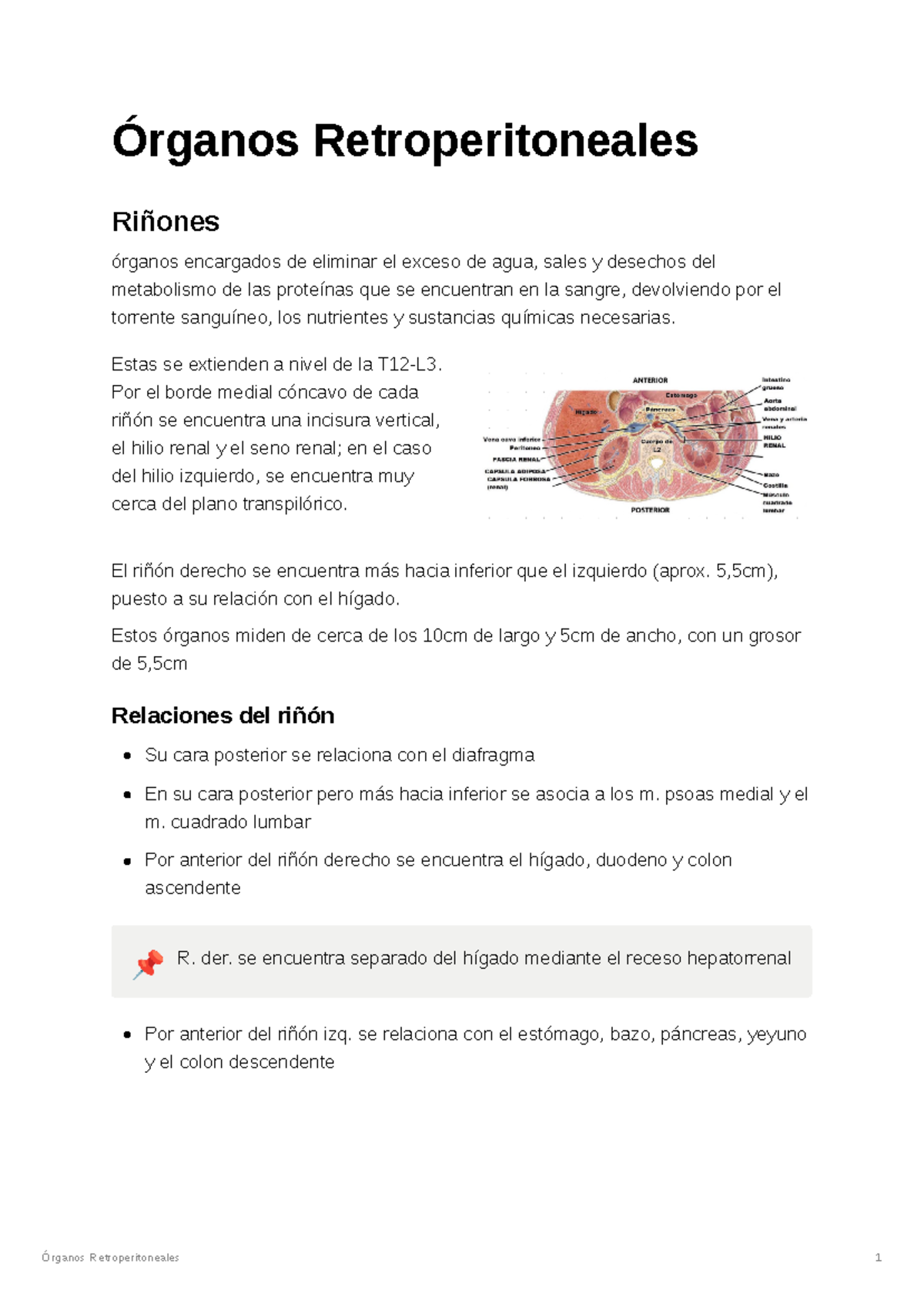 Órganos Retroperitoneales - Órganos Retroperitoneales Riñones órganos ...