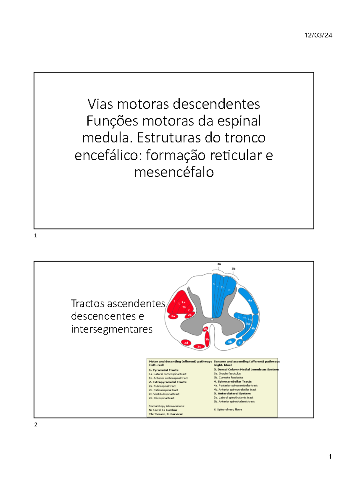 Vias descendentes - Vias motoras descendentes Funções motoras da ...