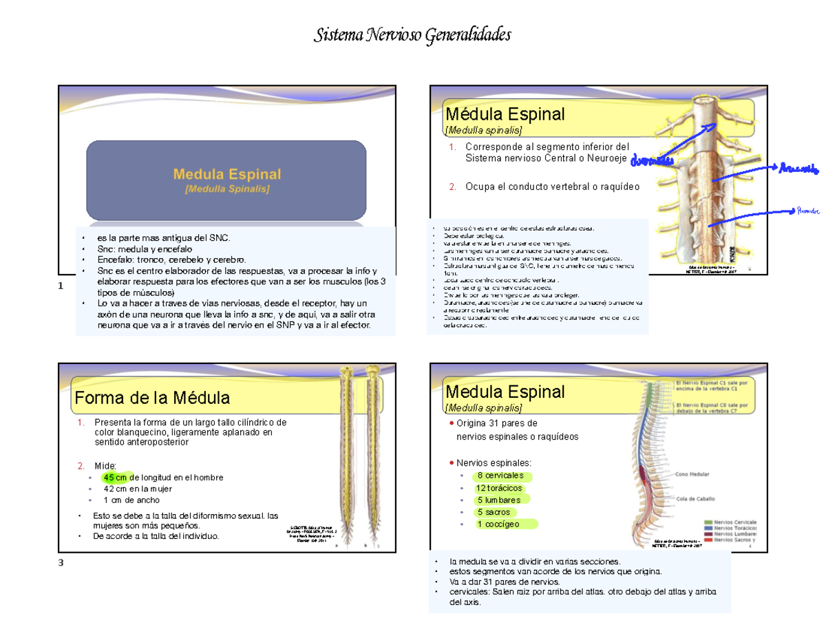 01 Medula Espinal - 1 1. Corresponde al segmento inferior del Sistema ...