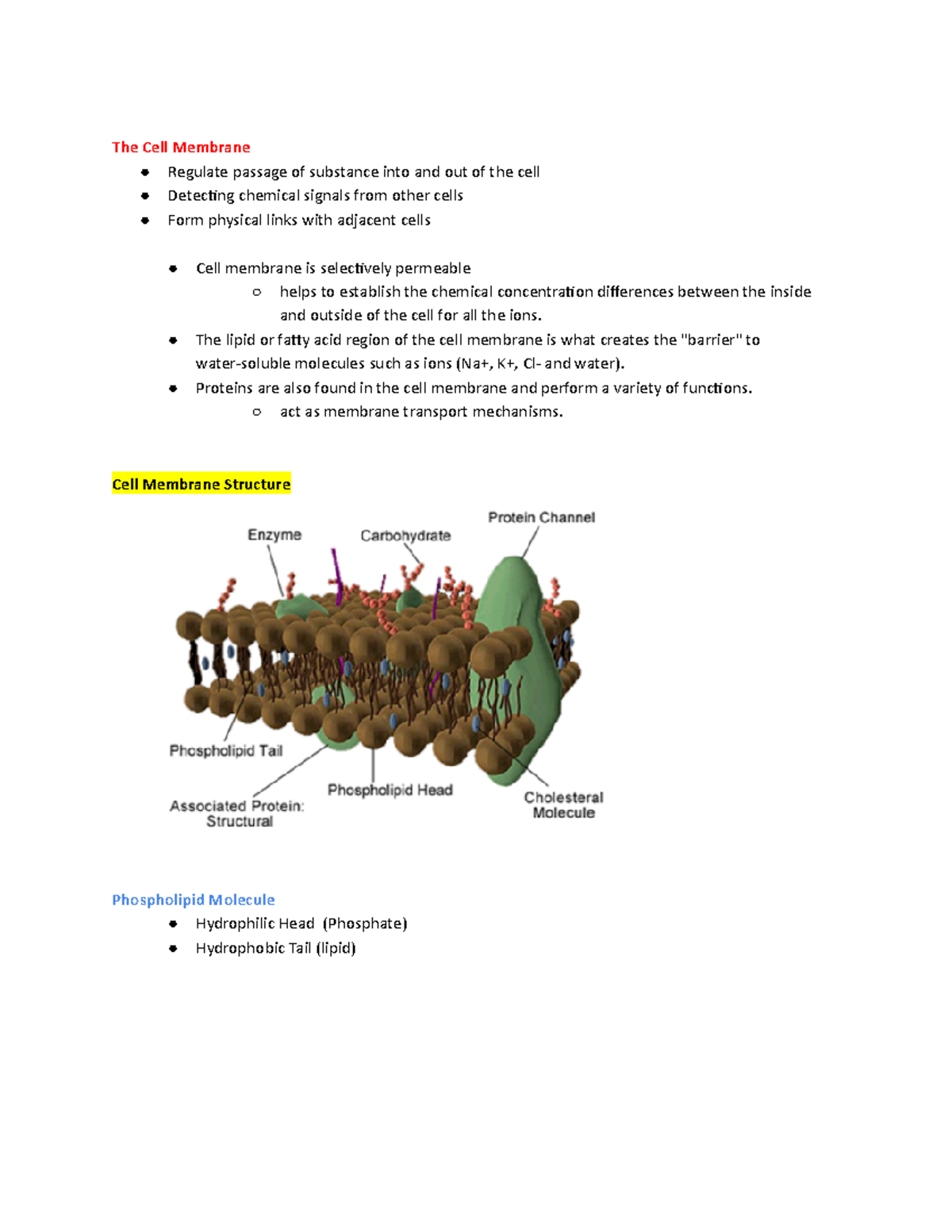 Moduel 3 - Module 3 material - The Cell Membrane Regulate passage of ...