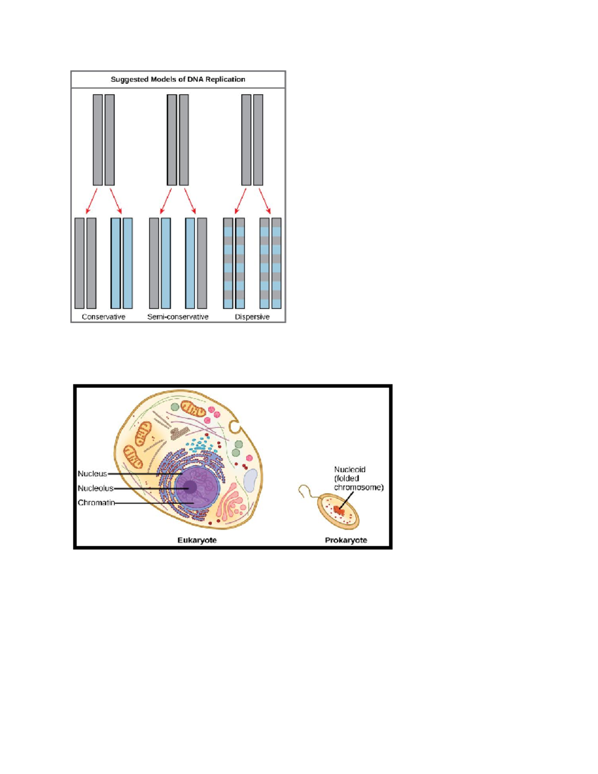 Bio Exam 3 Notes - Cell Division Apparatus among Various Organisms ...