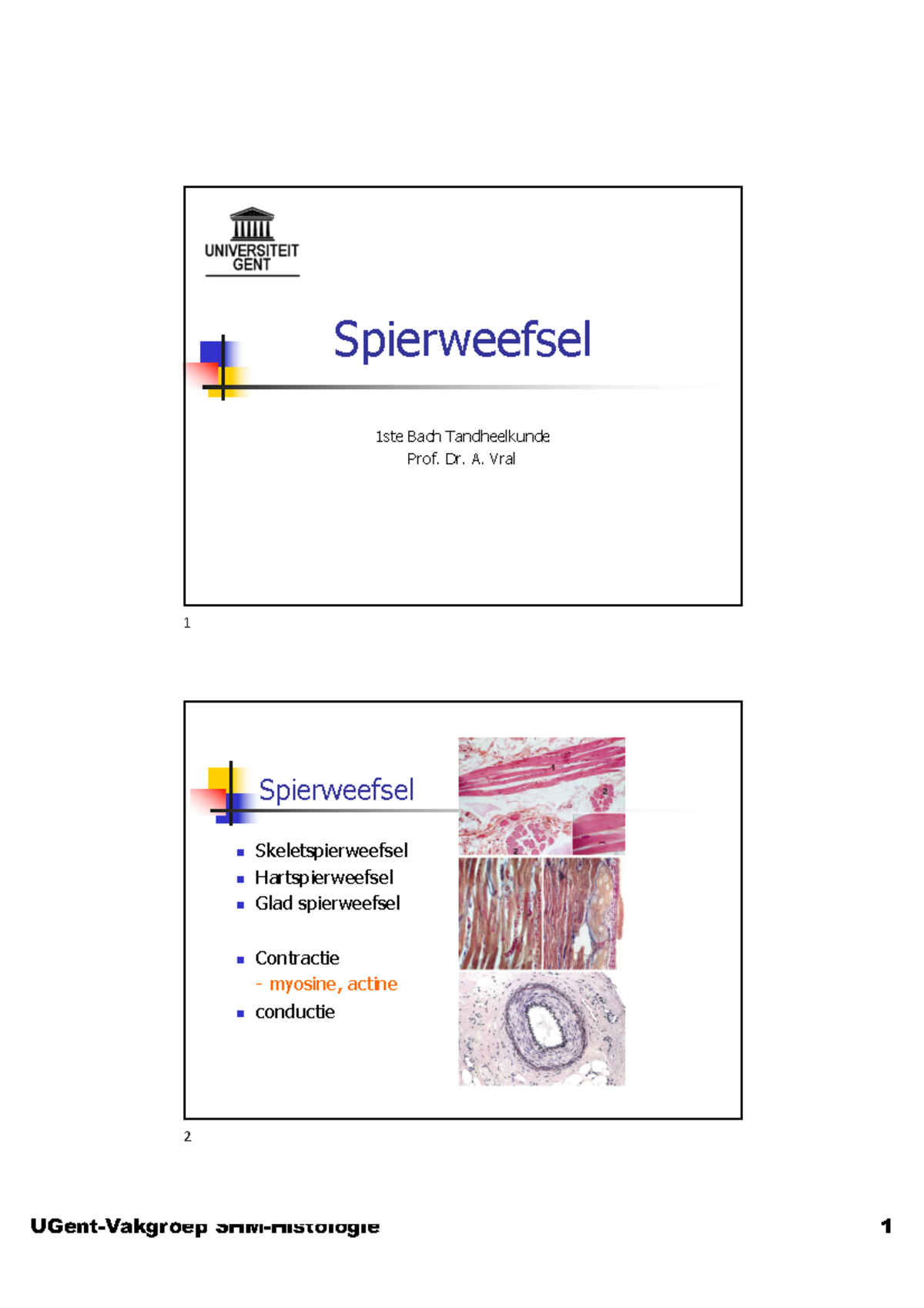 Spierweefsel - 1THK 2020 - Spierweefsel 1ste Bach Tandheelkunde Prof ...