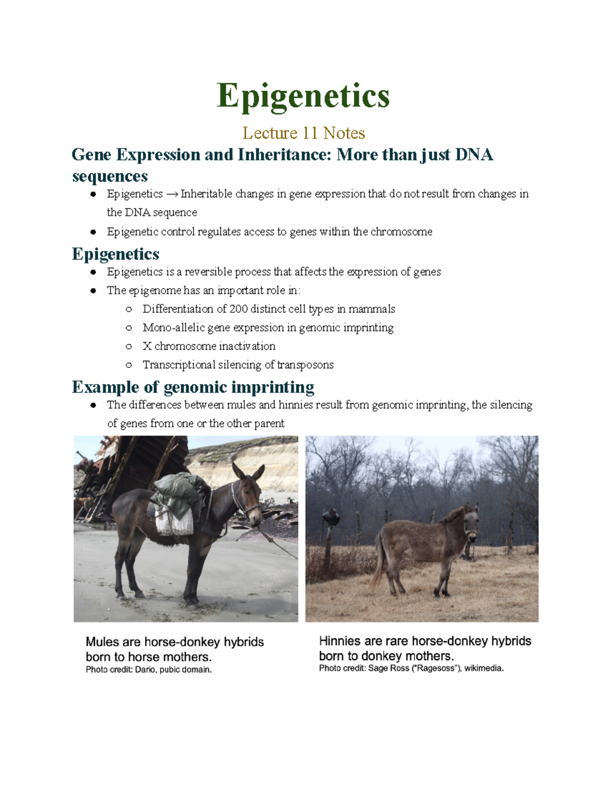 Lecture 11 Notes bio - Epigenetics Lecture 11 Notes Gene Expression and ...