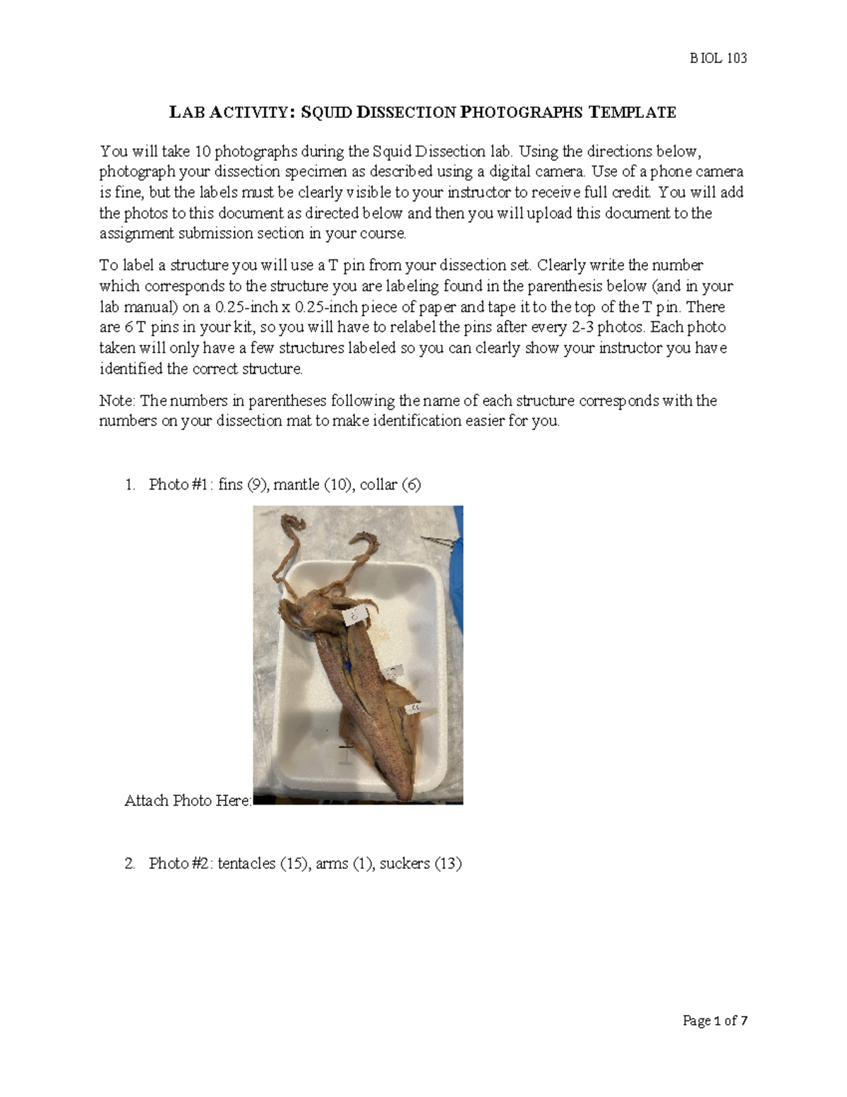 Lab Activity Squid Dissection Photographs - LAB ACTIVITY: SQUID ...