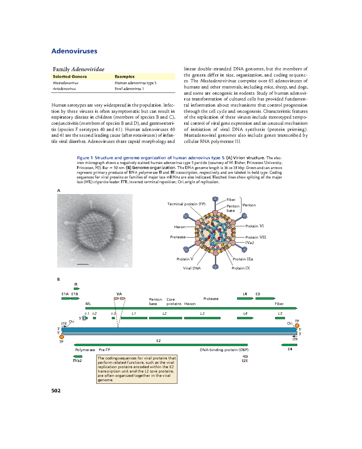 Principles-of-virology-4th-edition - Adenoviruses Family Adenoviridae ...