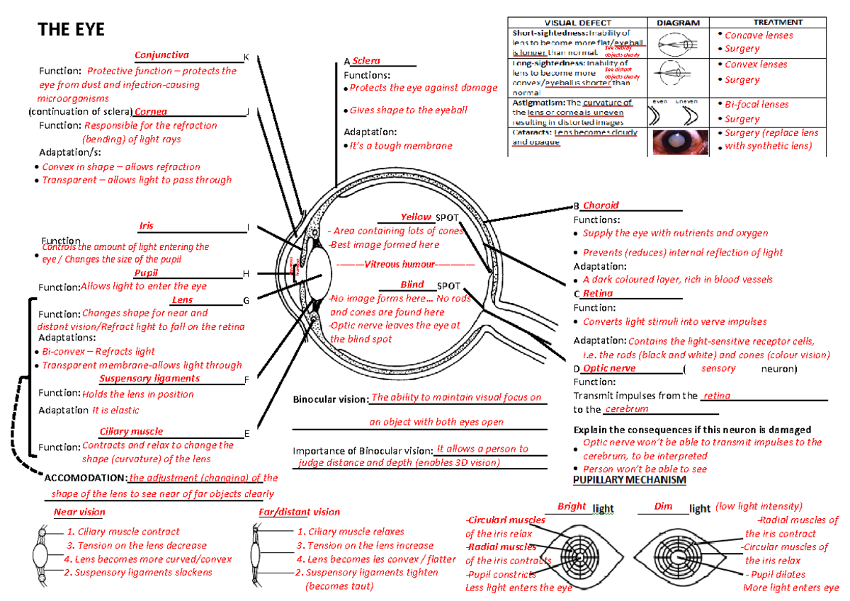 ONE Pager THE EYE - Help us better - j B Functions: Adaptation: C ...