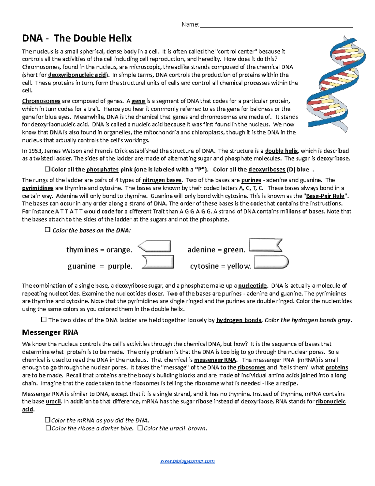 DNA Coloring - Name:_____________________________________________ DNA ...