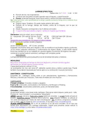 Musculos DEL Cuello Y Musculos Prevertebrales - Músculos del Cuello ...