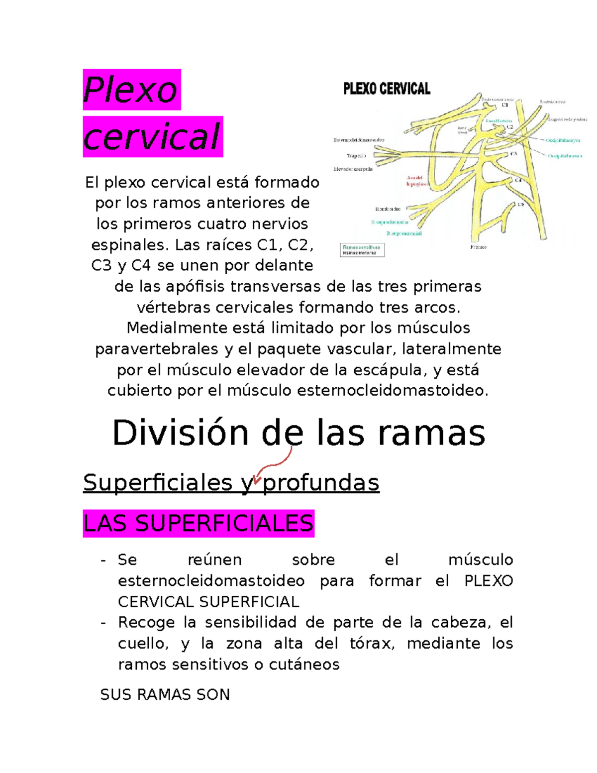Plexo Cervical - Plexo cervical El plexo cervical está formado por los ...