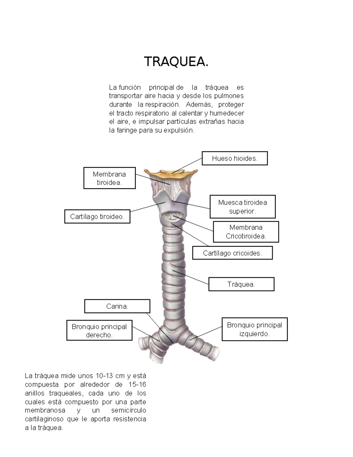 Traquea Anatomia - TRAQUEA. Hueso hioides. Muesca tiroidea superior ...