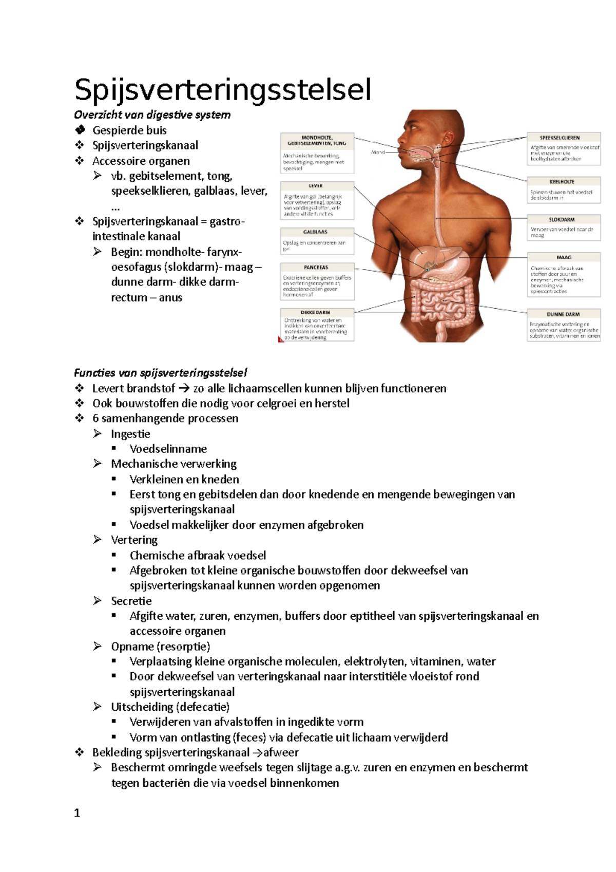 Hoofdstuk 8- de anatomie van het Spijsverteringsstelsel ...