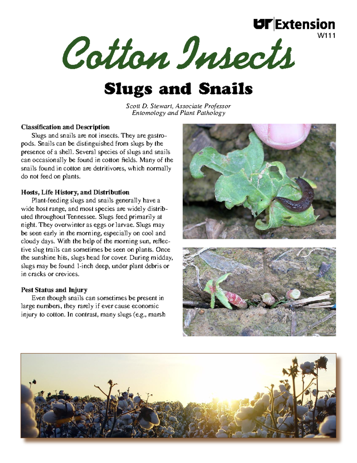 W111 - Snails - Cotton Insects Slugs and Snails Scott D. Stewart ...