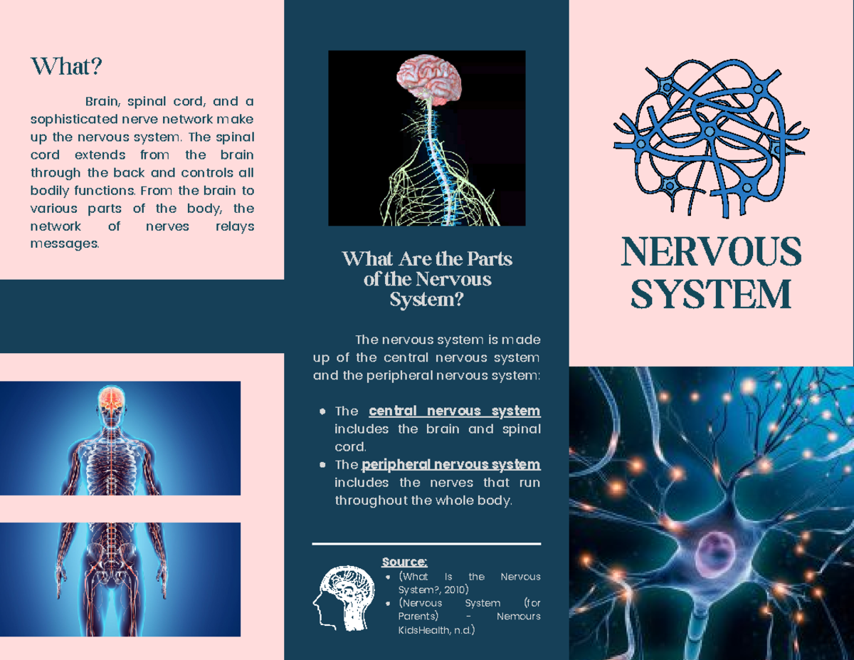 Nervous system - The central nervous system includes the brain and ...