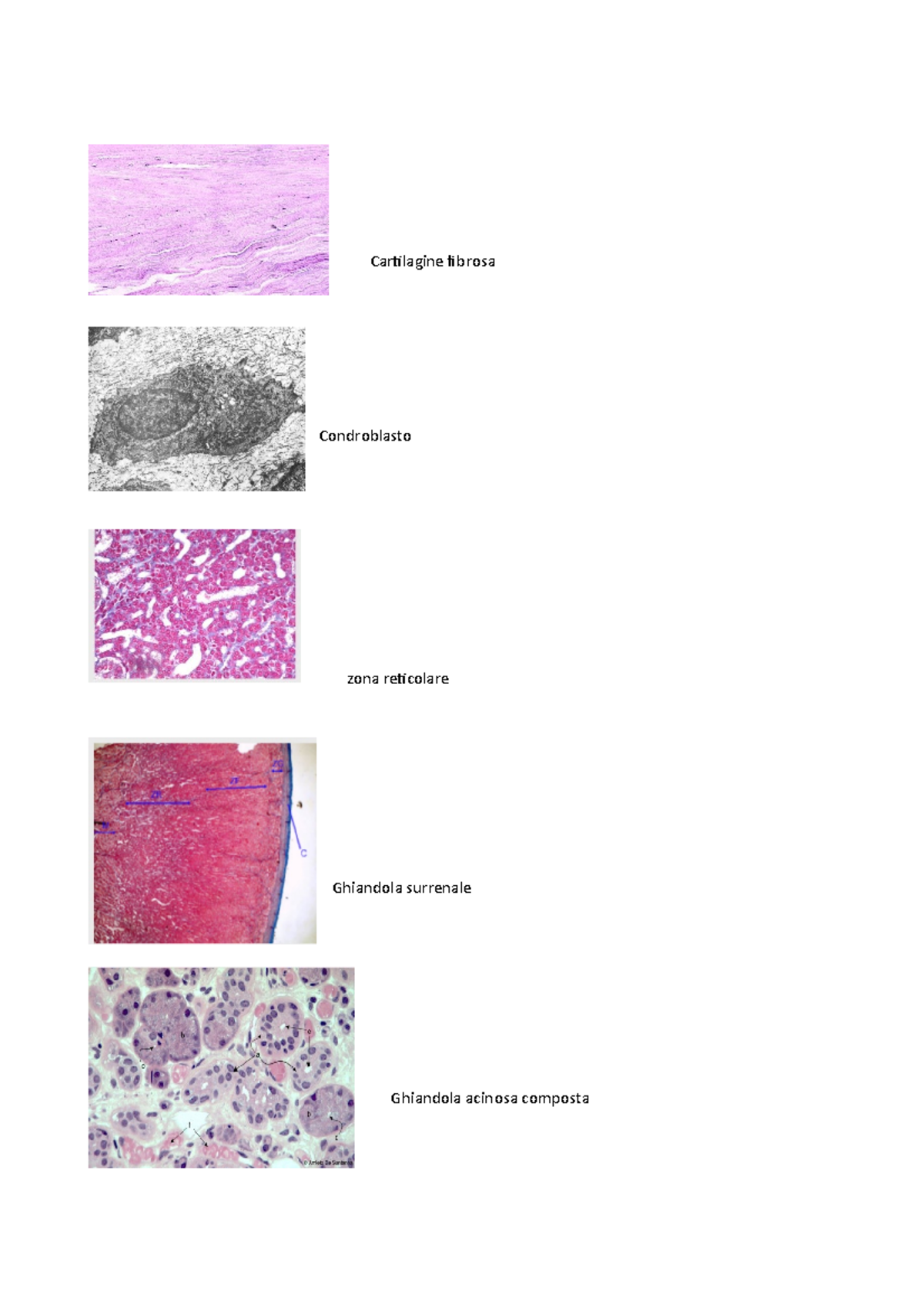 Vetrini istologia - non - Cartilagine fibrosa Condroblasto zona ...