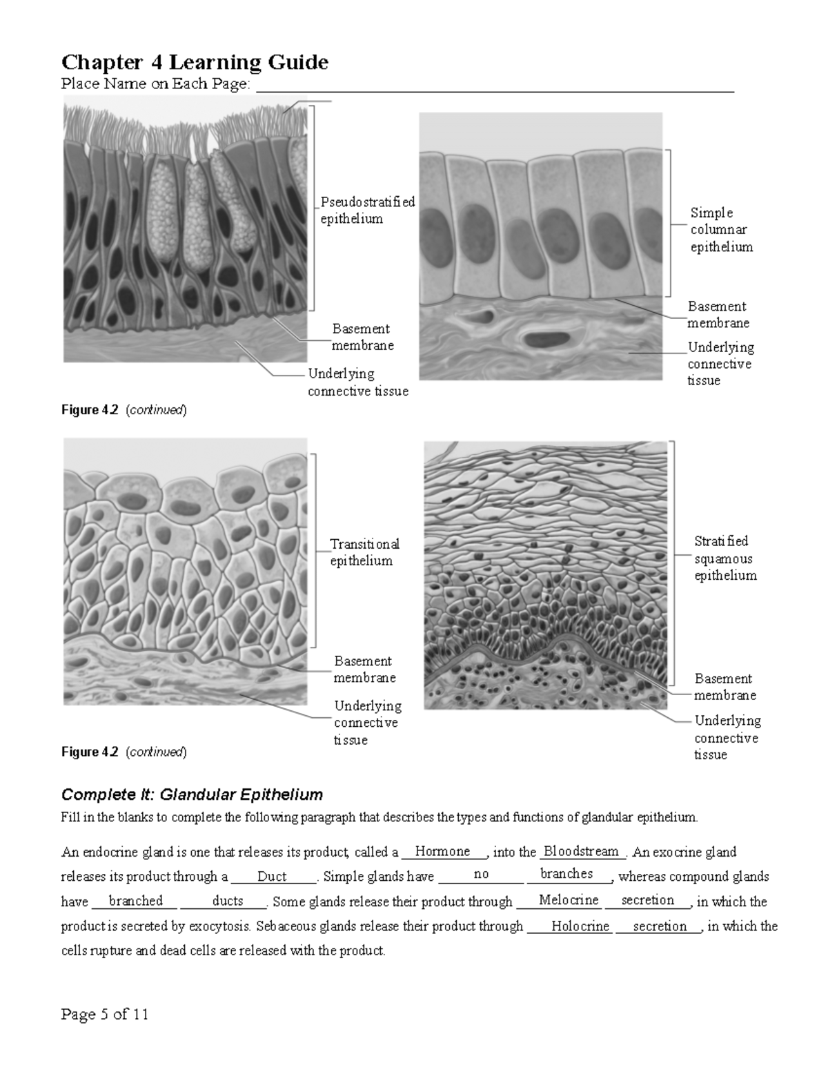 Chapter 4 histology lecture notes - Chapter 4 Learning Guide Place Name ...