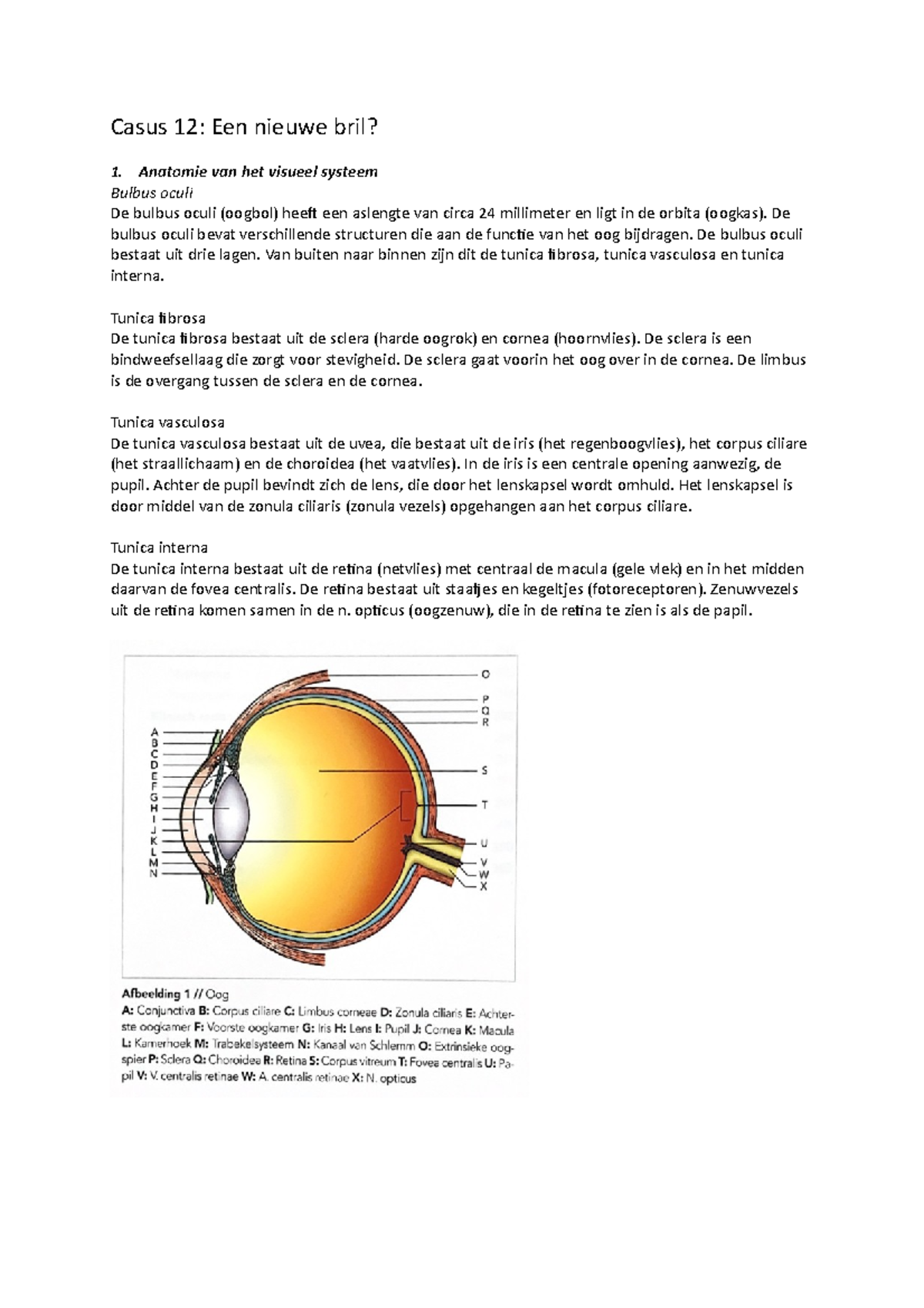 Casus 12 Een nieuwe bril - Casus 12: Een nieuwe bril? Anatomie van het ...