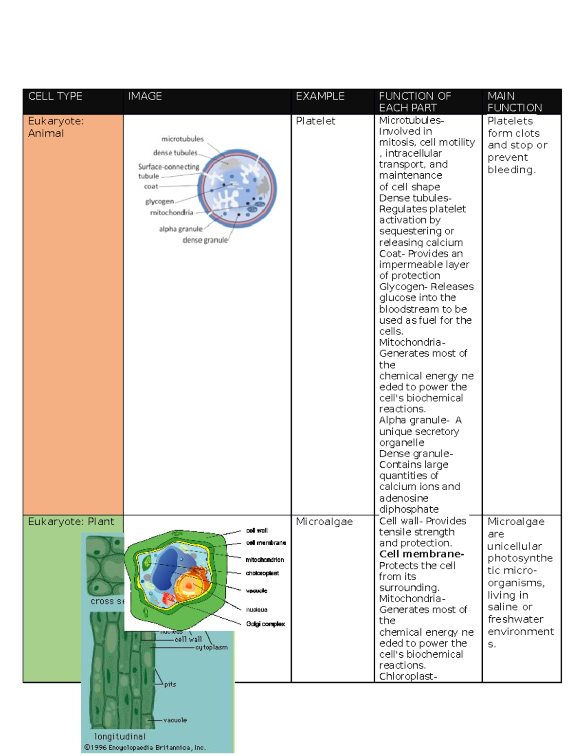 Exercise 3 Life Science - CELL TYPE IMAGE EXAMPLE FUNCTION OF EACH PART ...
