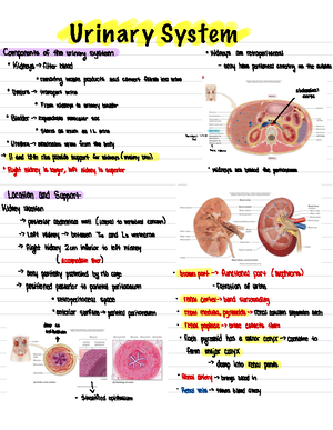 Respiratory System and Urinary System - spleen ####### largest ...