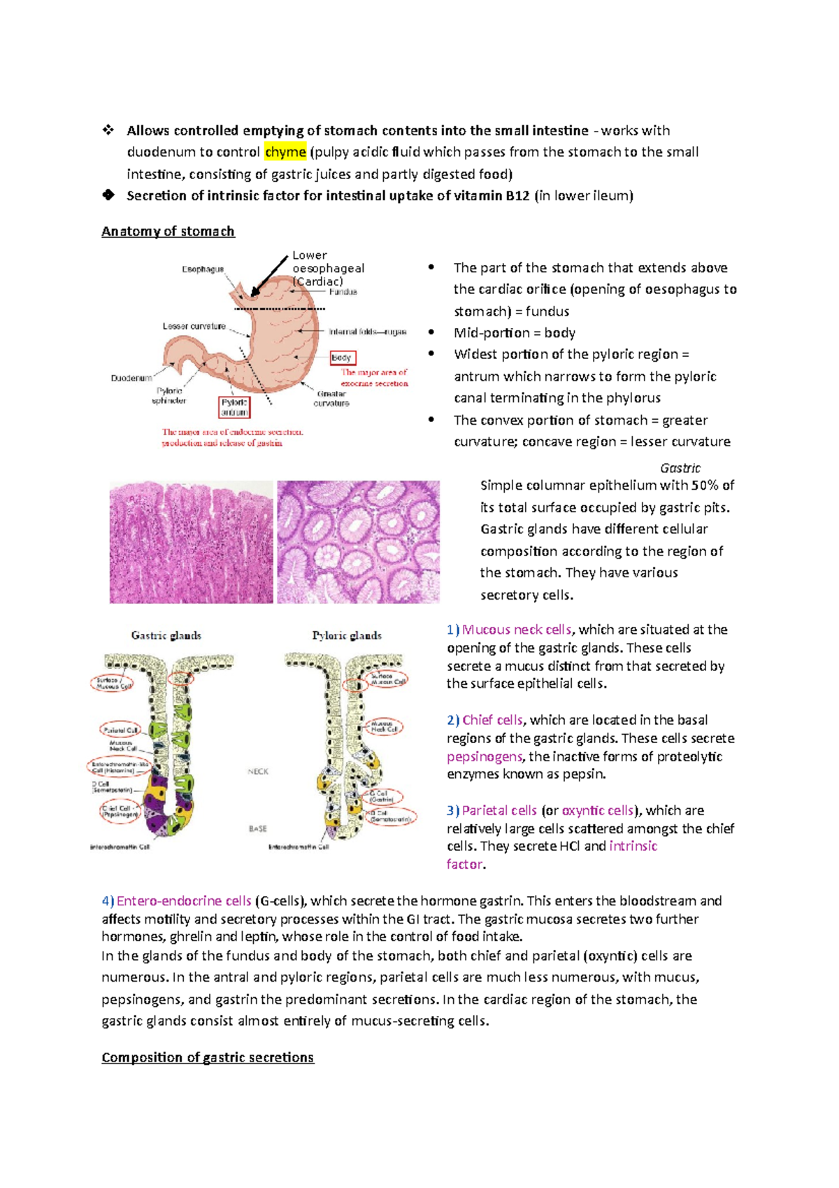 Parietal cell 4 - GI tract - Allows controlled emptying of stomach ...