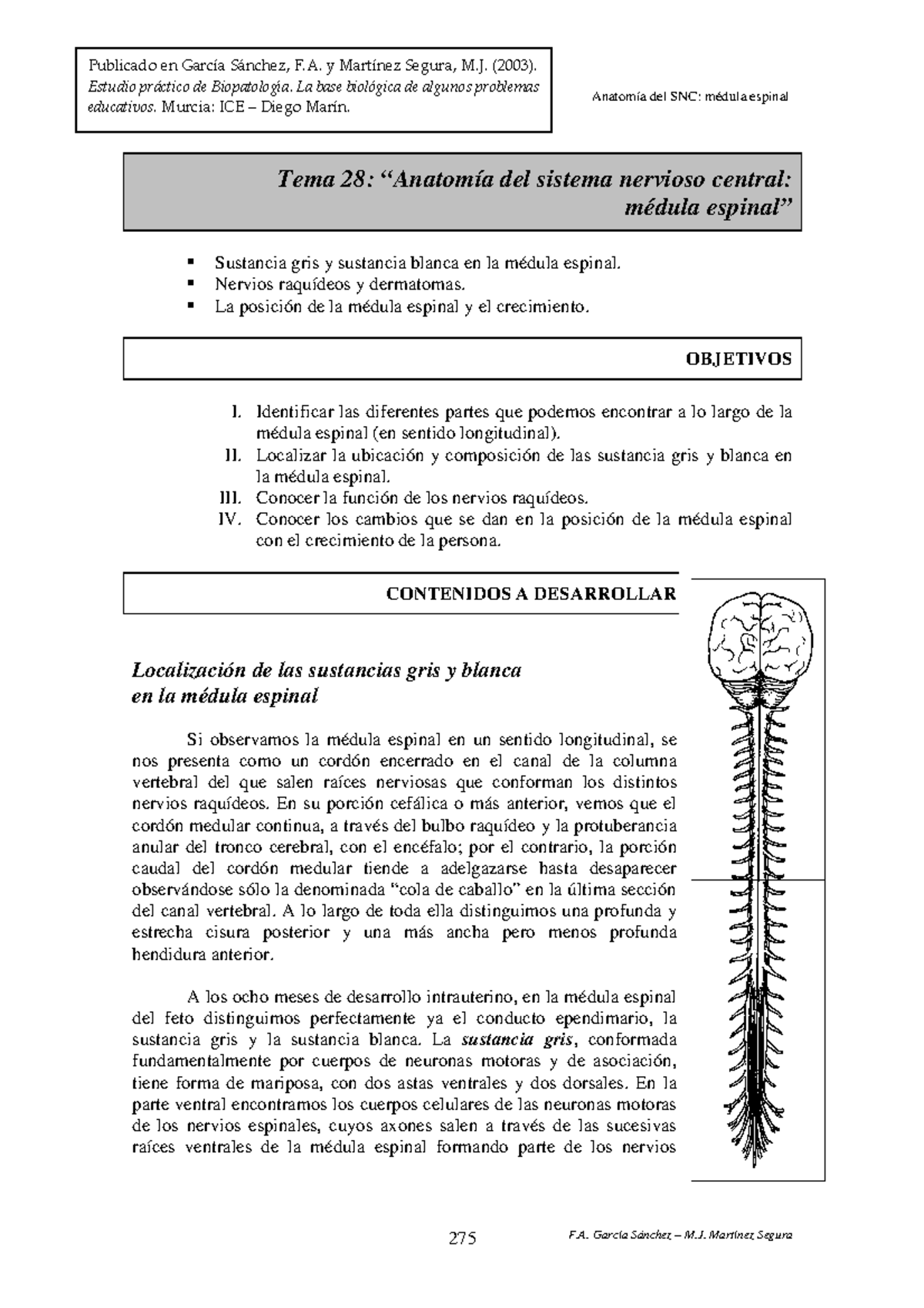 28 medula - apuntes - Anatomía del SNC: médula espinal 275 F. García ...