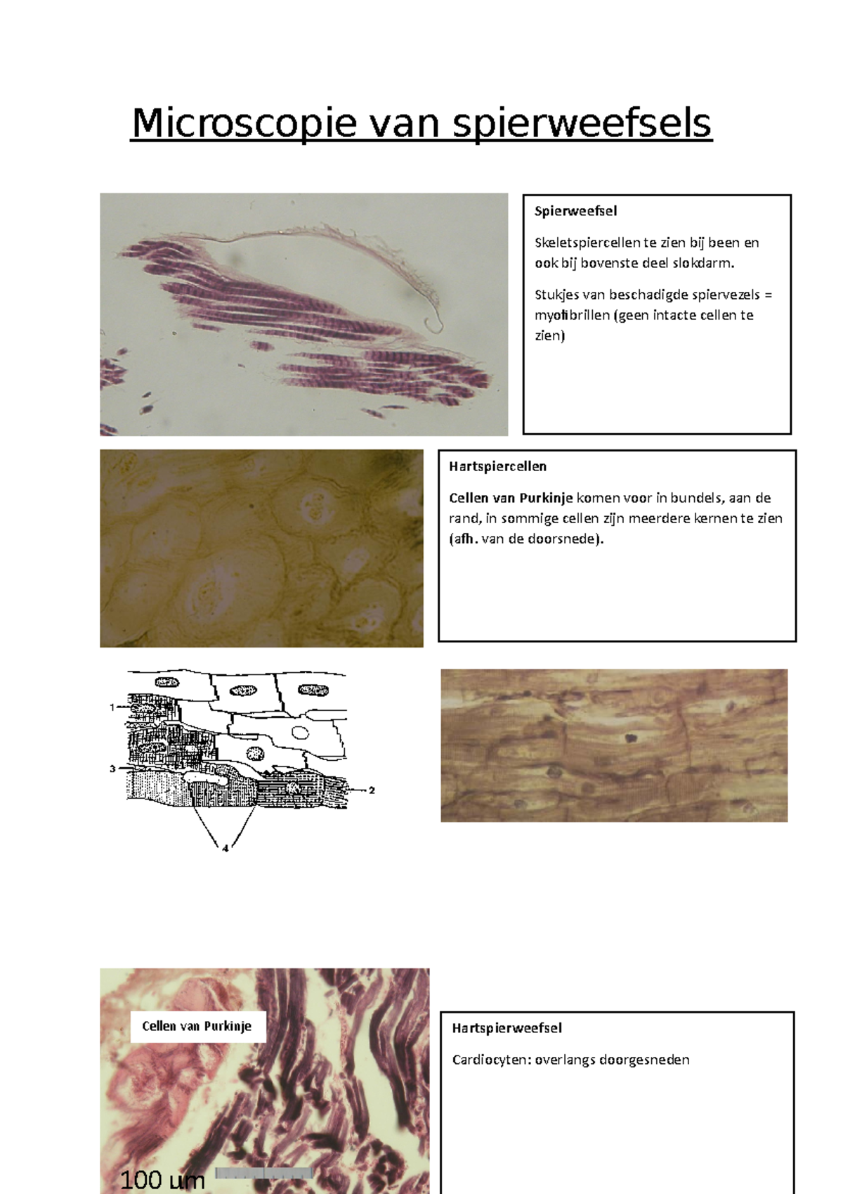 Microscopie van spierweefsels - Microscopie van spierweefsels ...