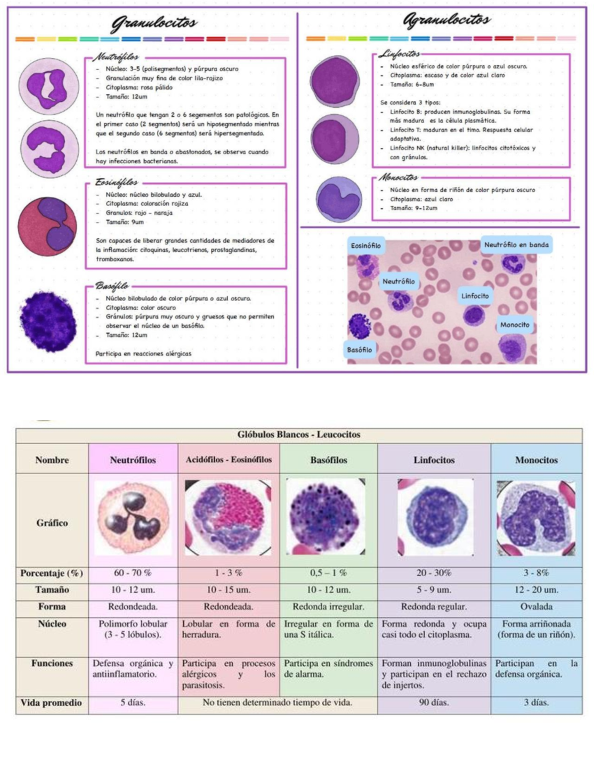 Leucocitos - sdfsdfsdfsdf - Español - Studocu