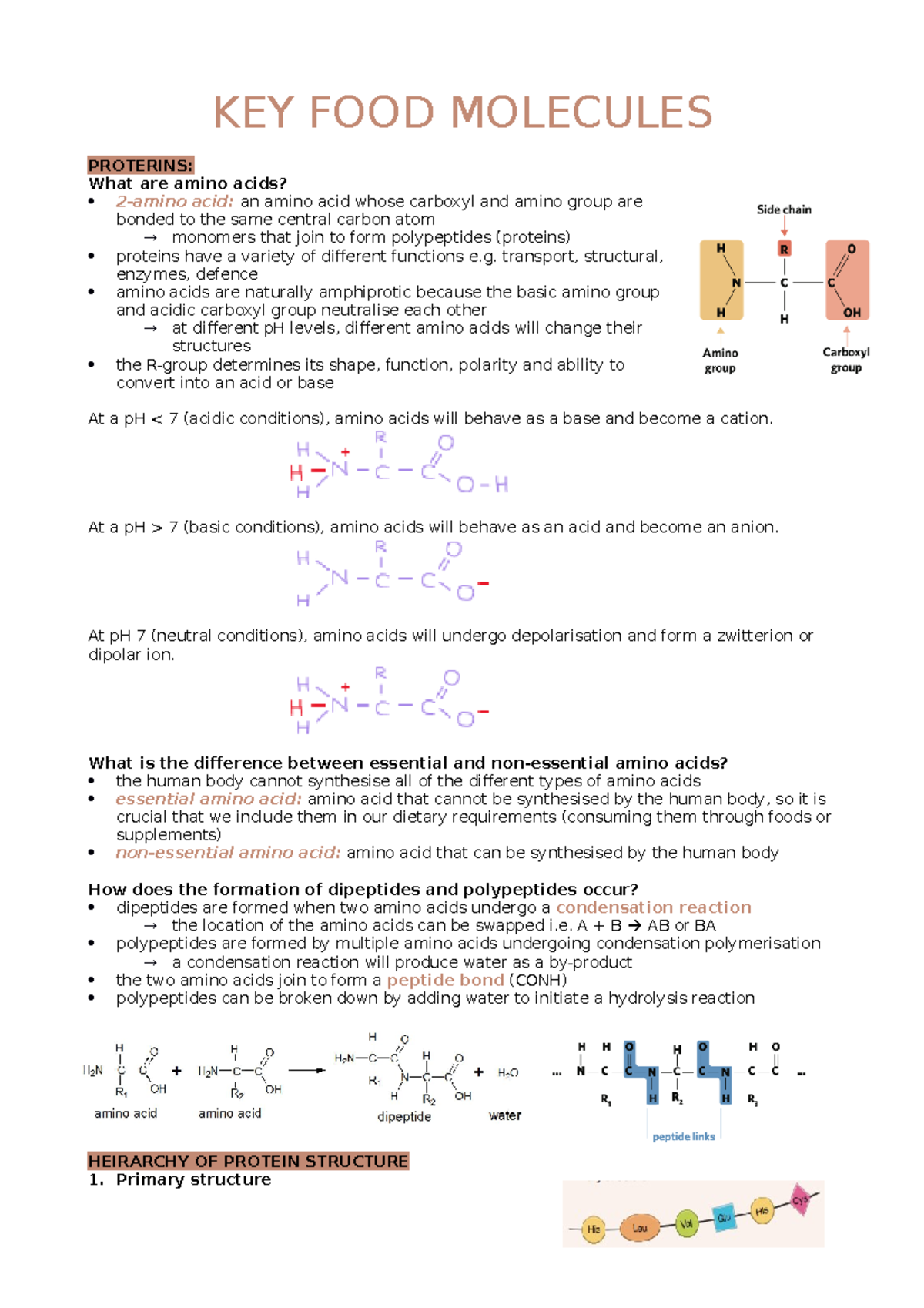 Key food molecule Notes - proteins, carbohydrates - Studocu