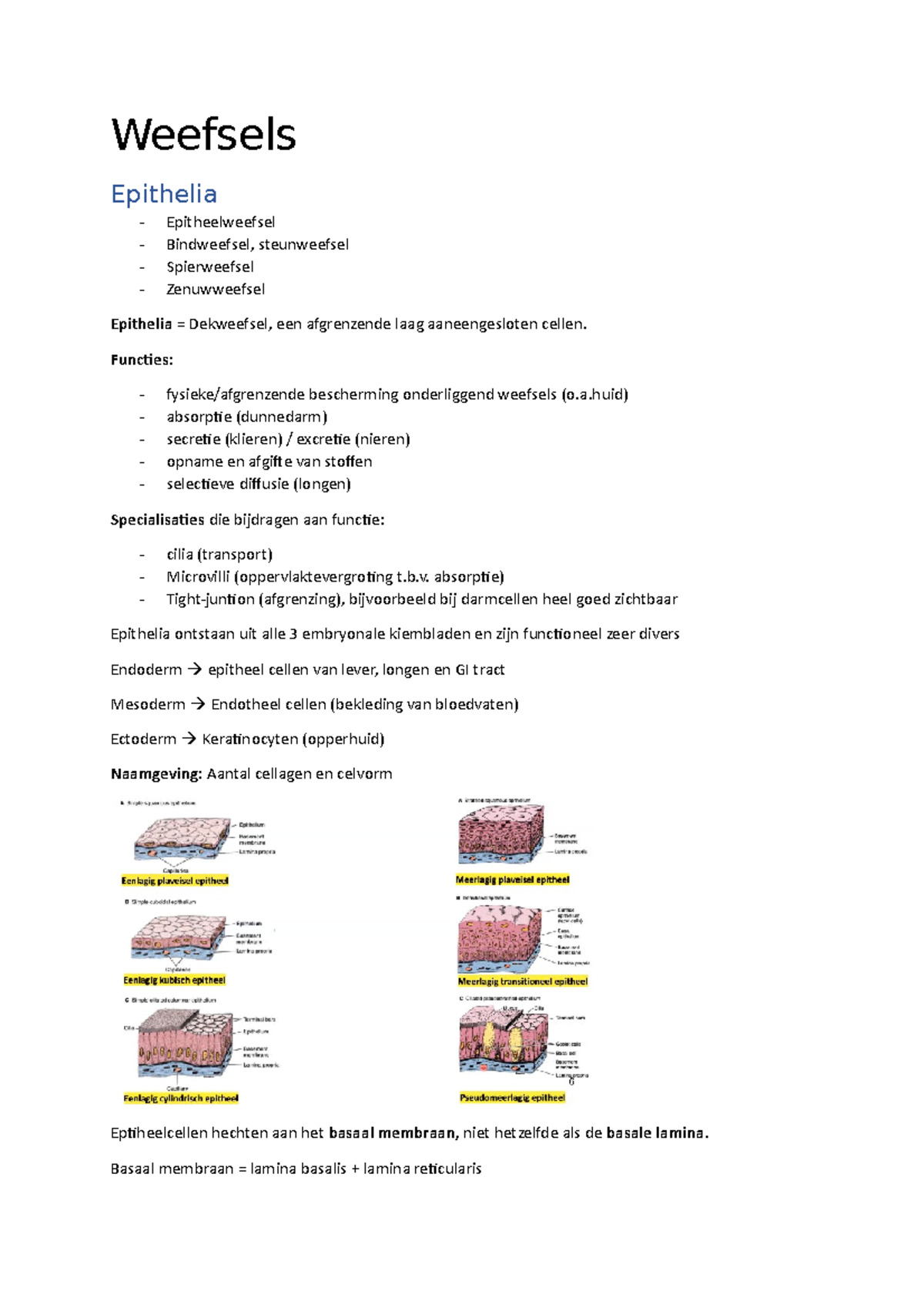 Weefsels - Weefsels Epithelia Epitheelweefsel Bindweefsel, steunweefsel ...