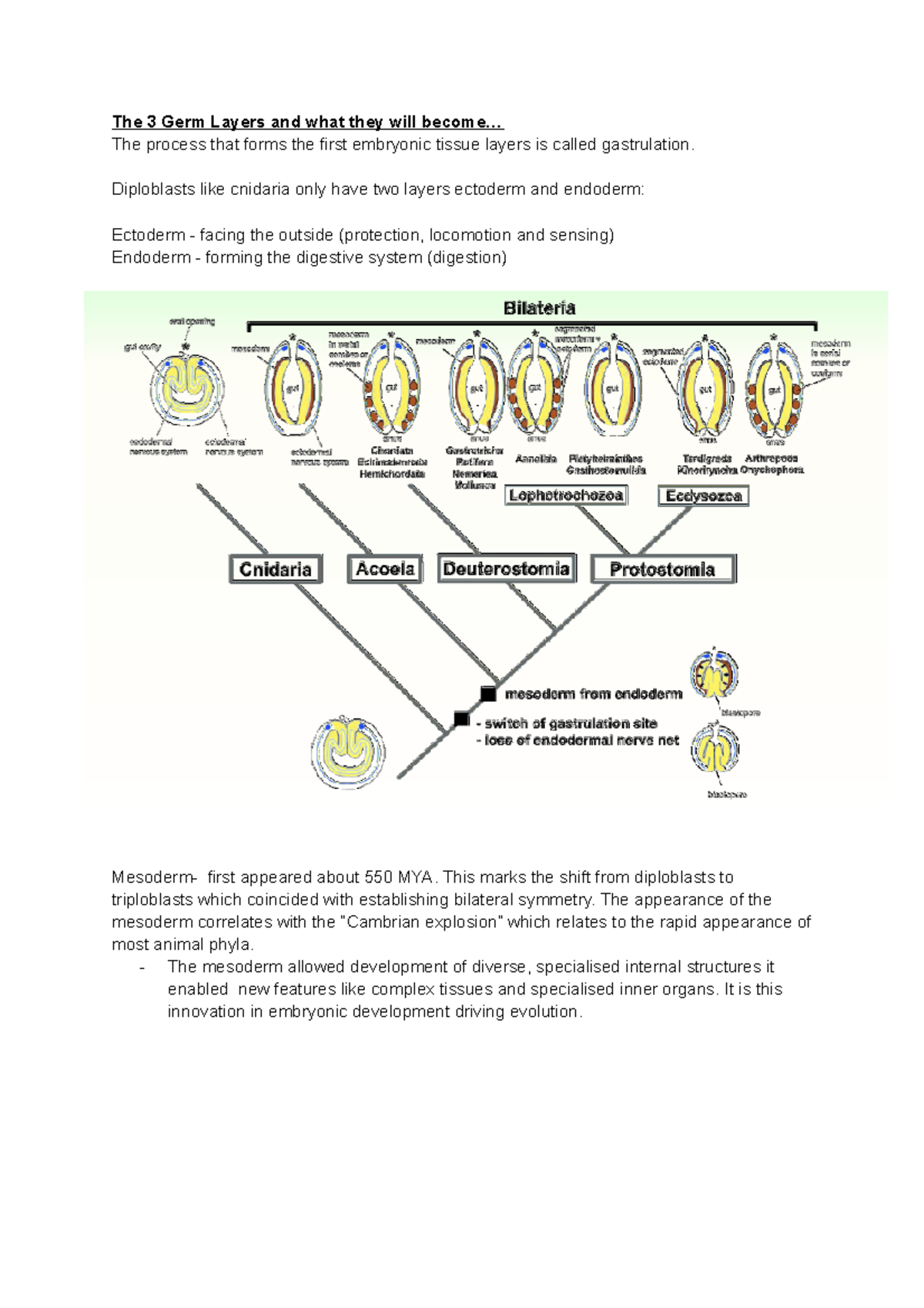 The 3 Germ Layers and what they become - The 3 Germ Layers and what ...