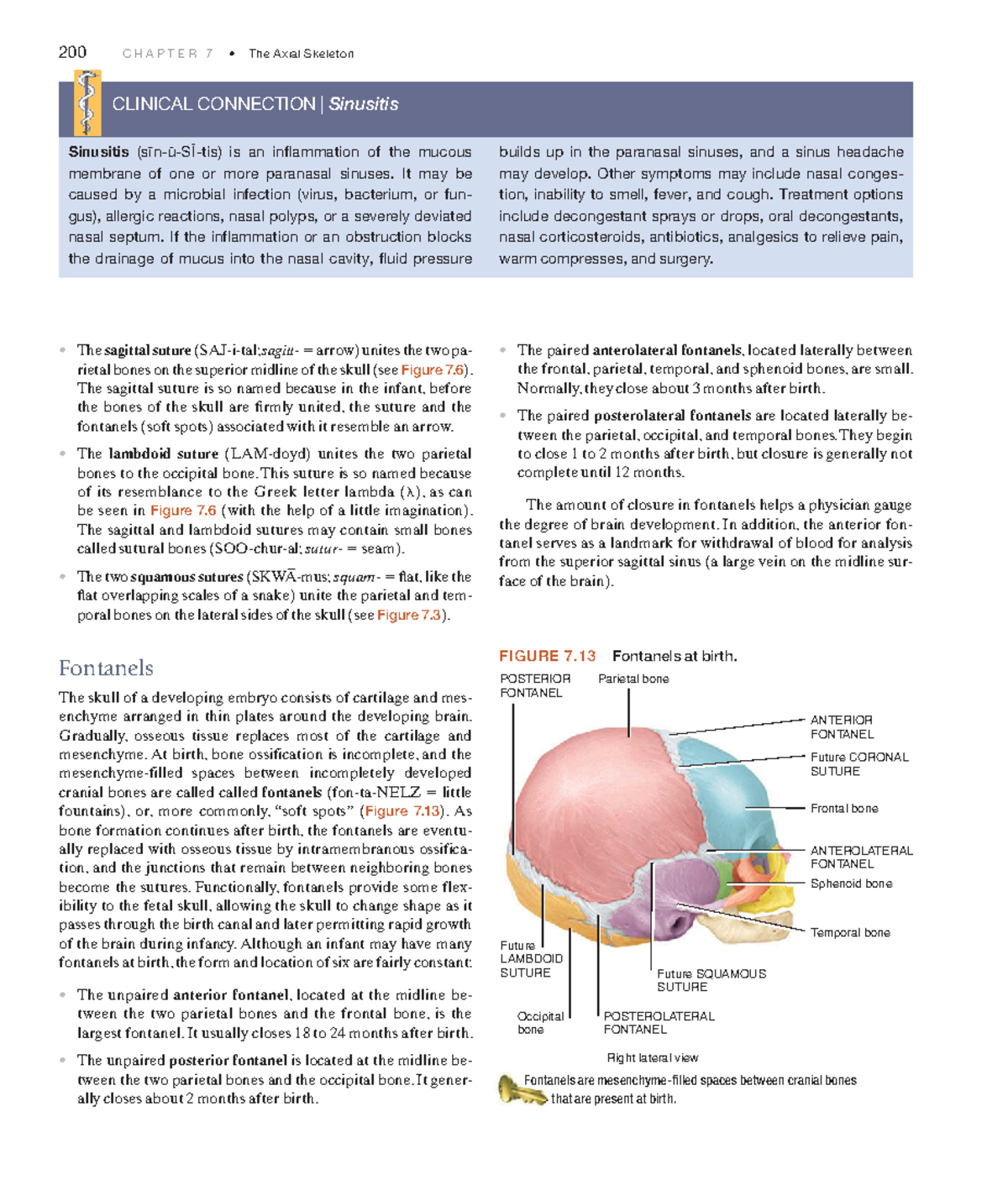 Anatomyandphy-84 - N/A - 200 C H A P T E R 7 • The Axial Skeleton The ...